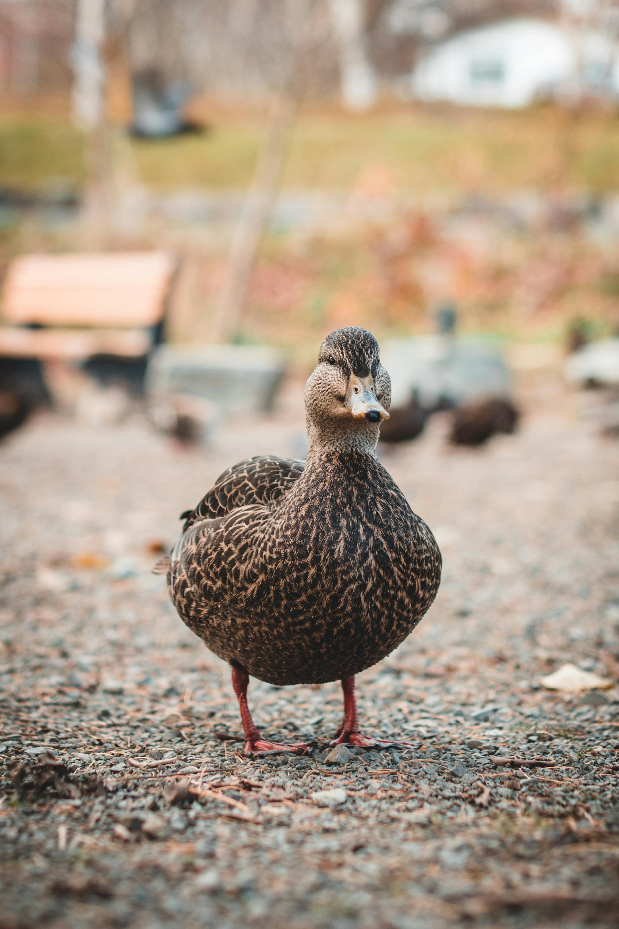 Duck Background Photos, Download The BEST Free Duck Background Stock ...