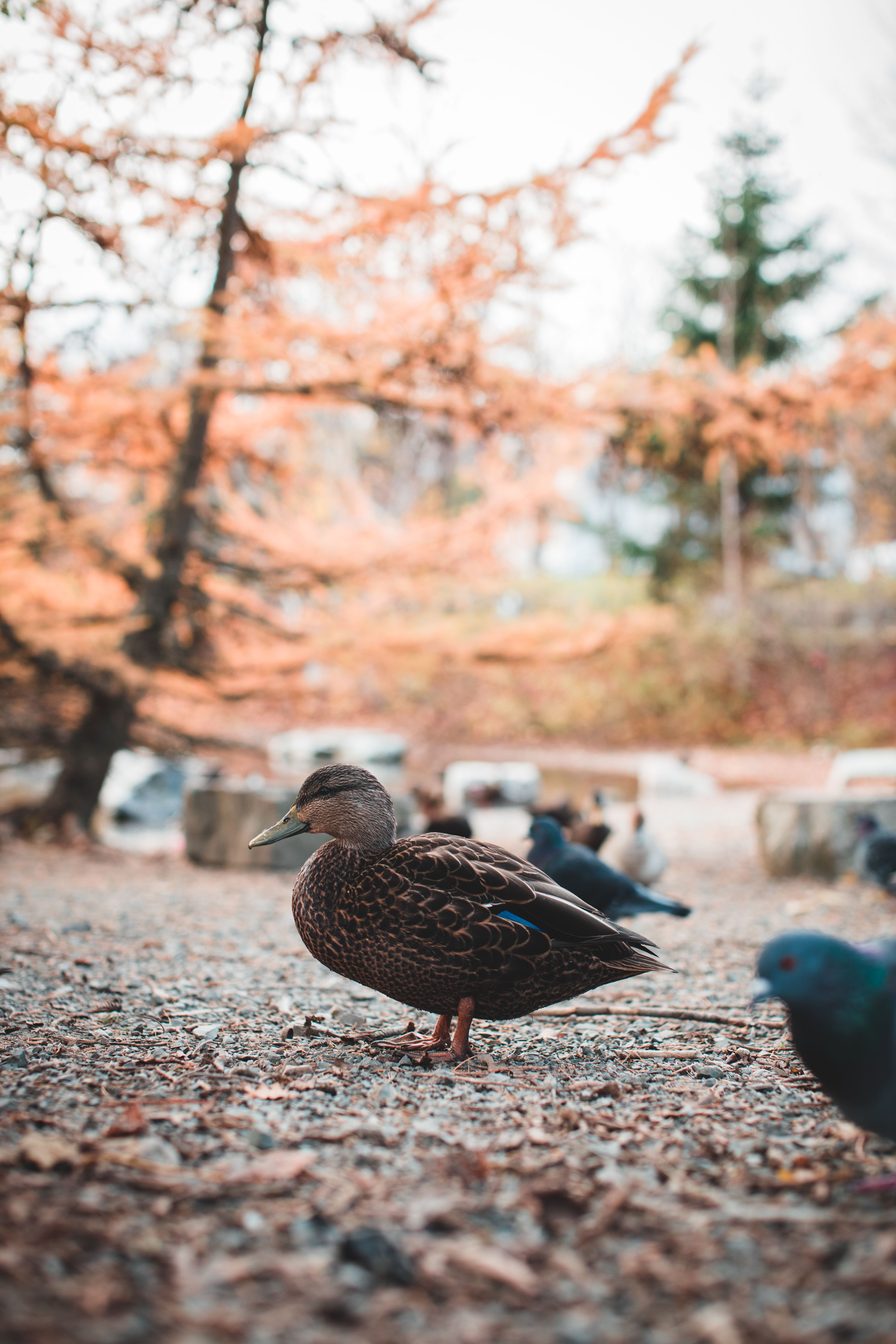 Duckling Fall Photos, Download The BEST Free Duckling Fall Stock Photos ...