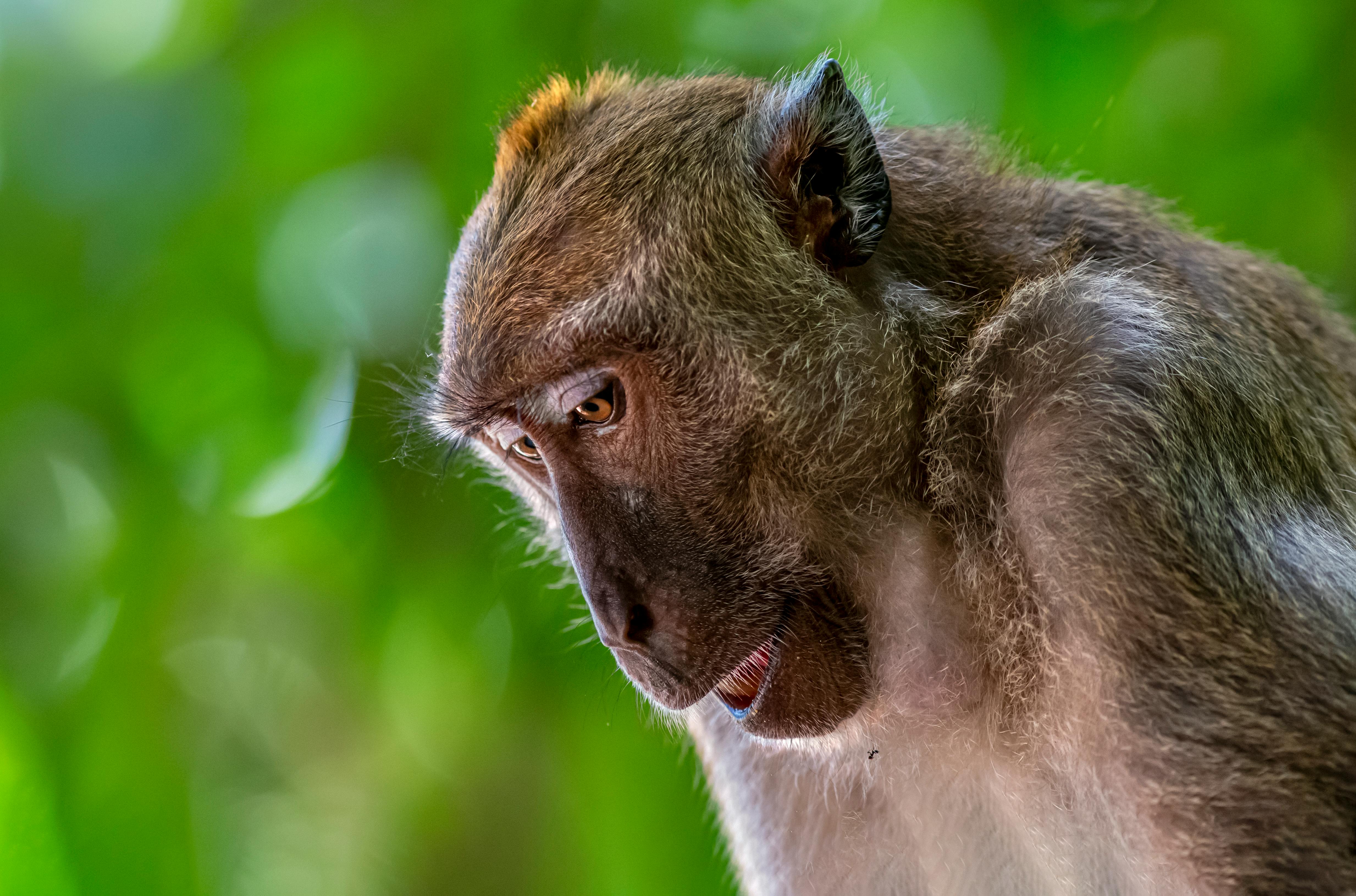 Brown Monkey on Banana Tree · Free Stock Photo