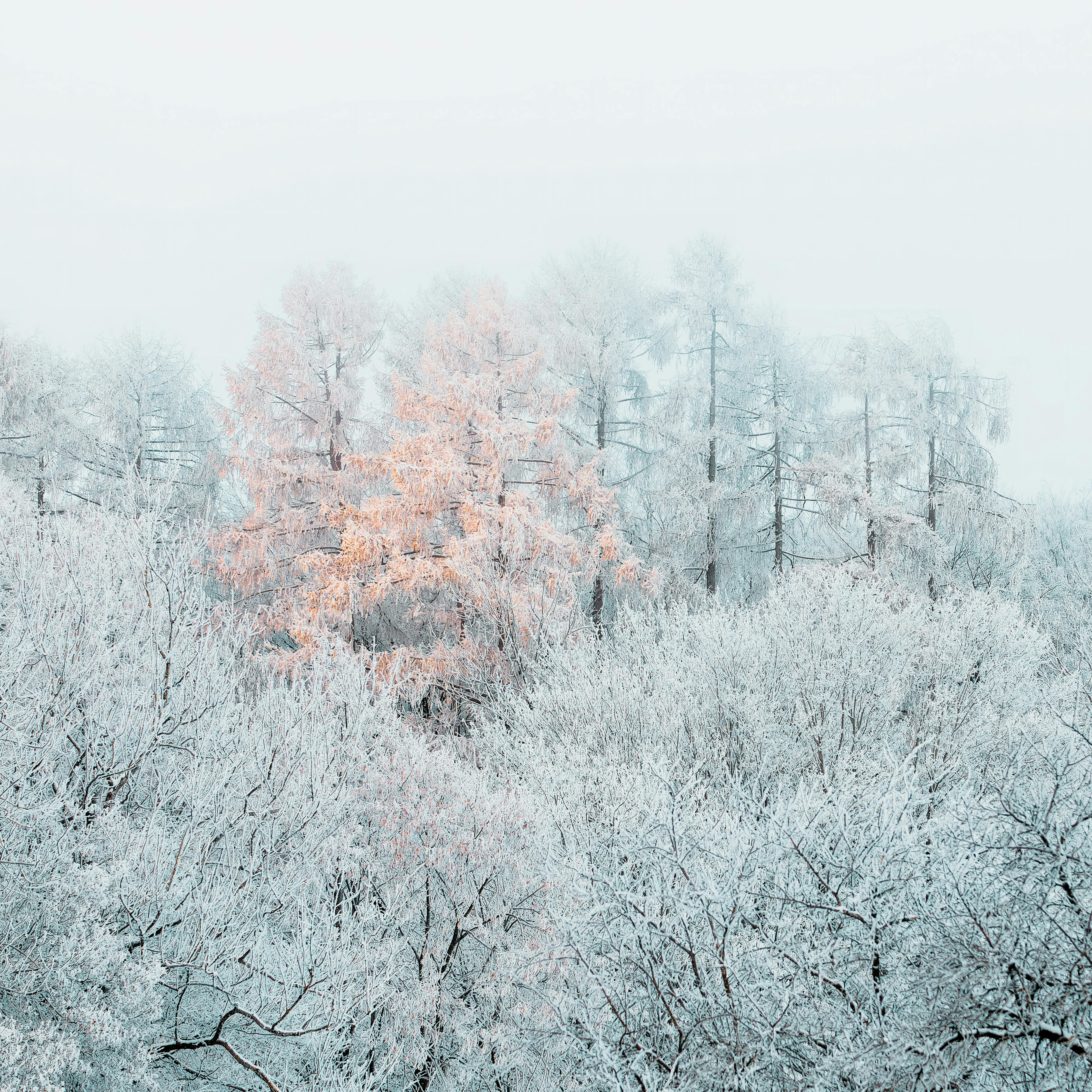 Frosted Trees in a Forest during Winter · Free Stock Photo