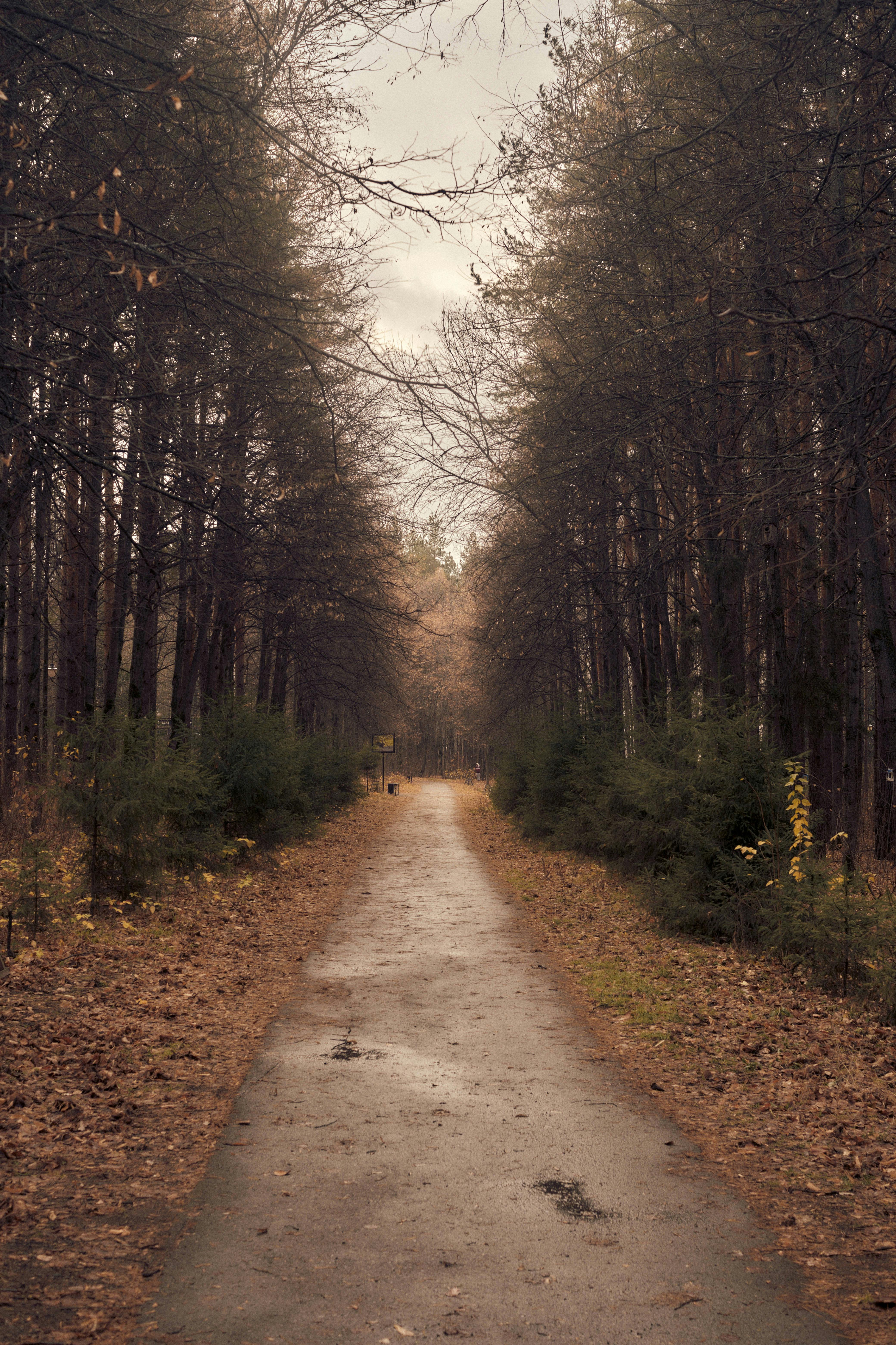 Footpath Between Trees · Free Stock Photo