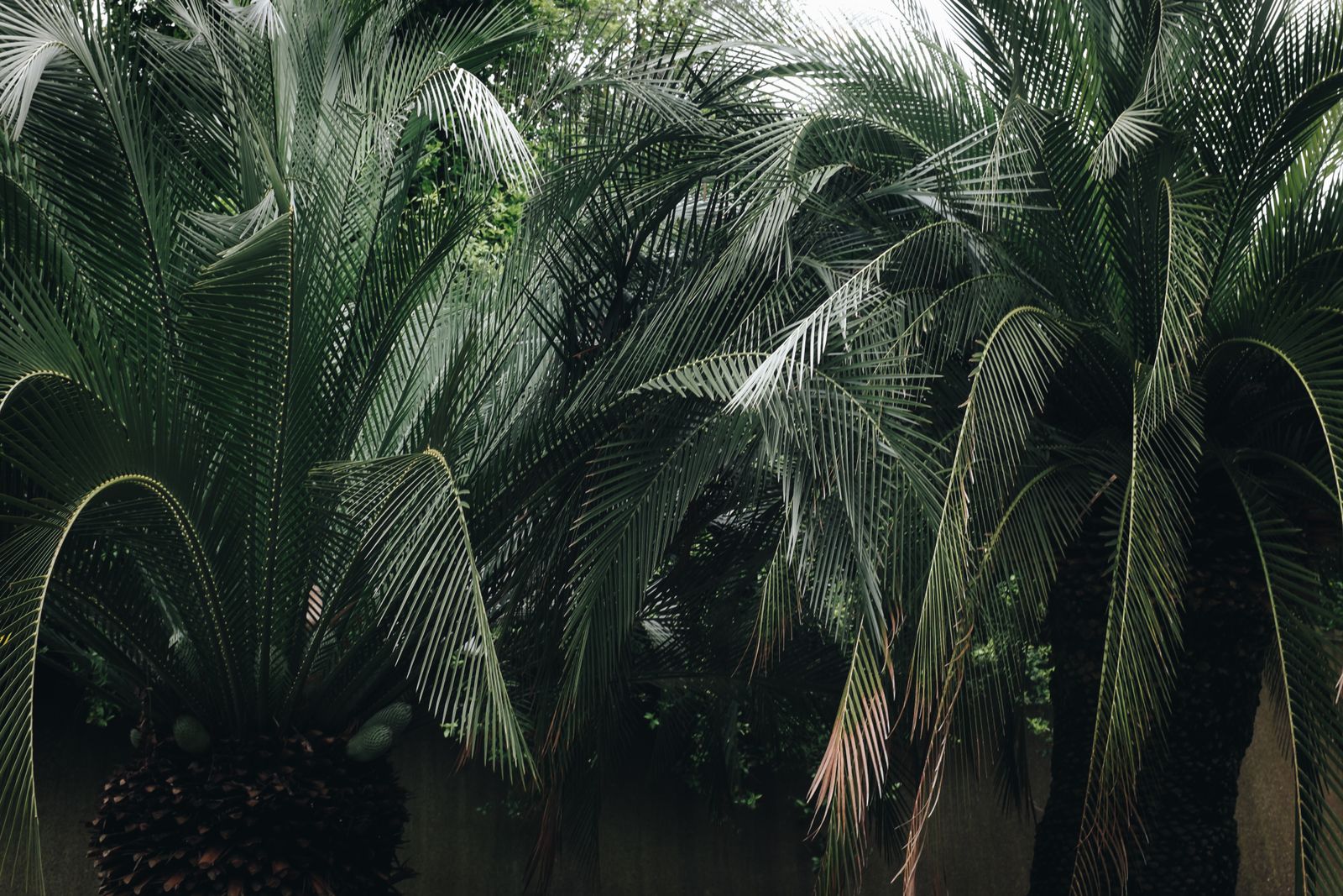 Green Leaf Backgrounds 91个图片和视频，由Lisa from Pexels收藏