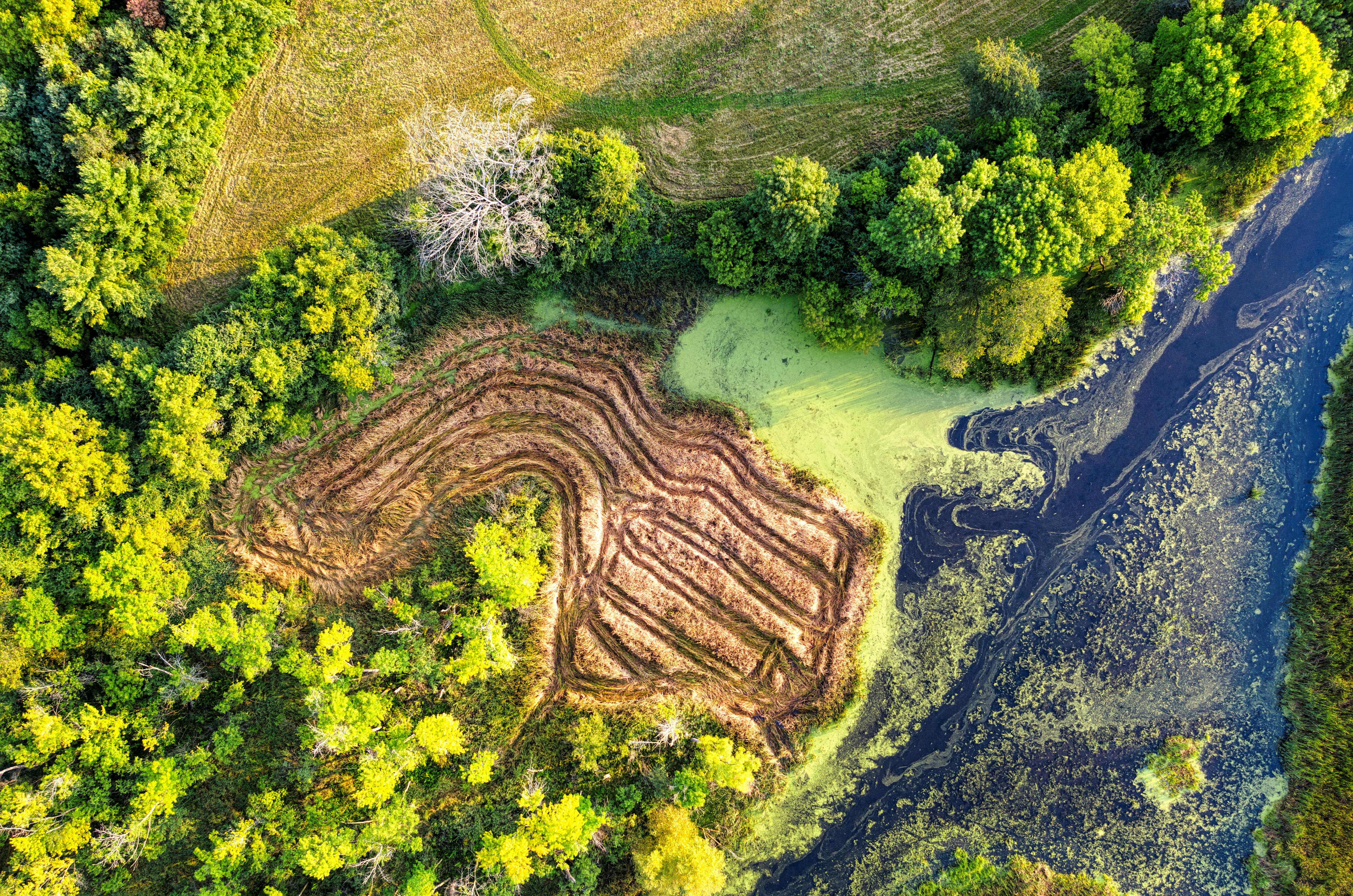 Top View of a River, Trees and a Cropland · Free Stock Photo