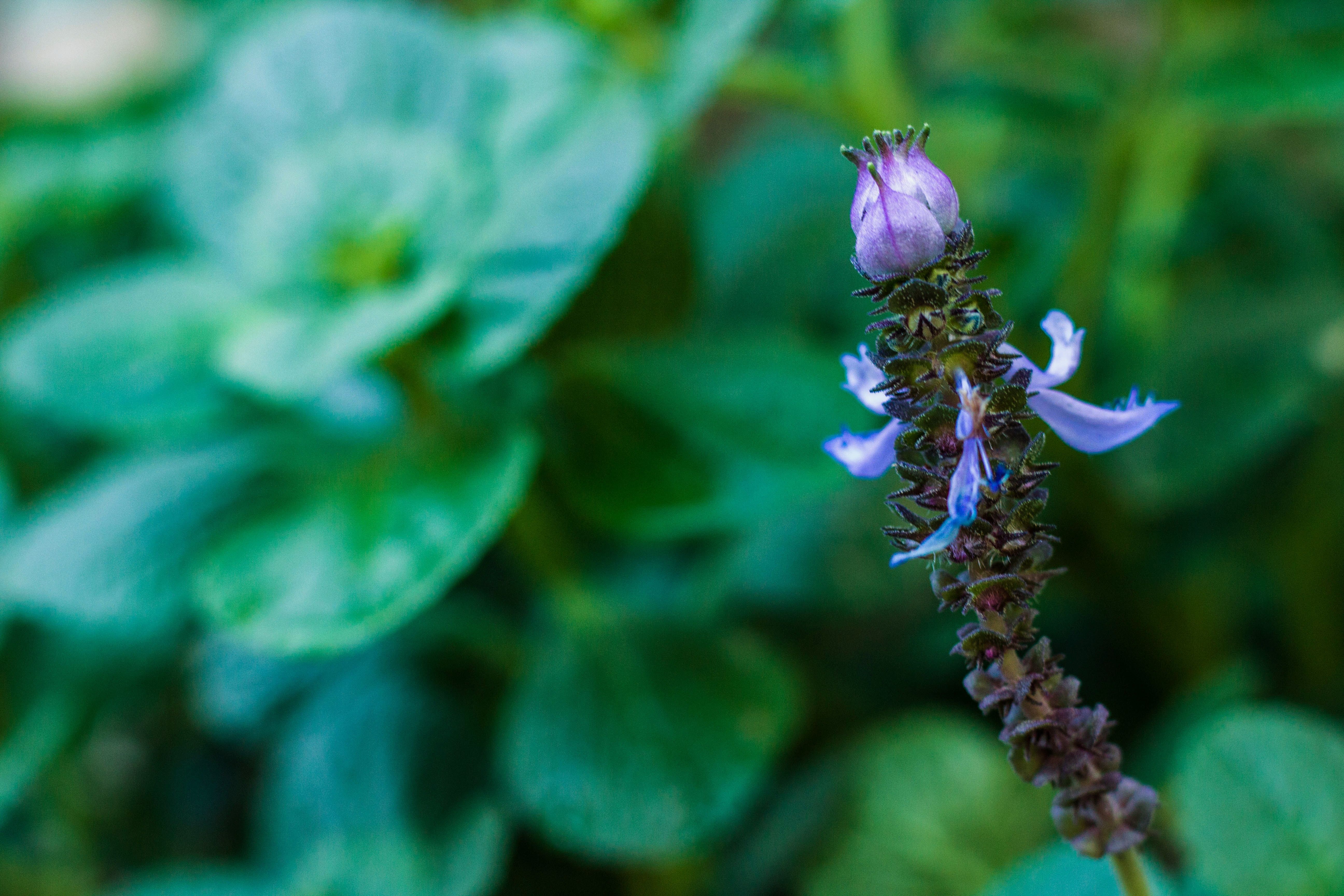 Free stock photo of closeup, flower, green