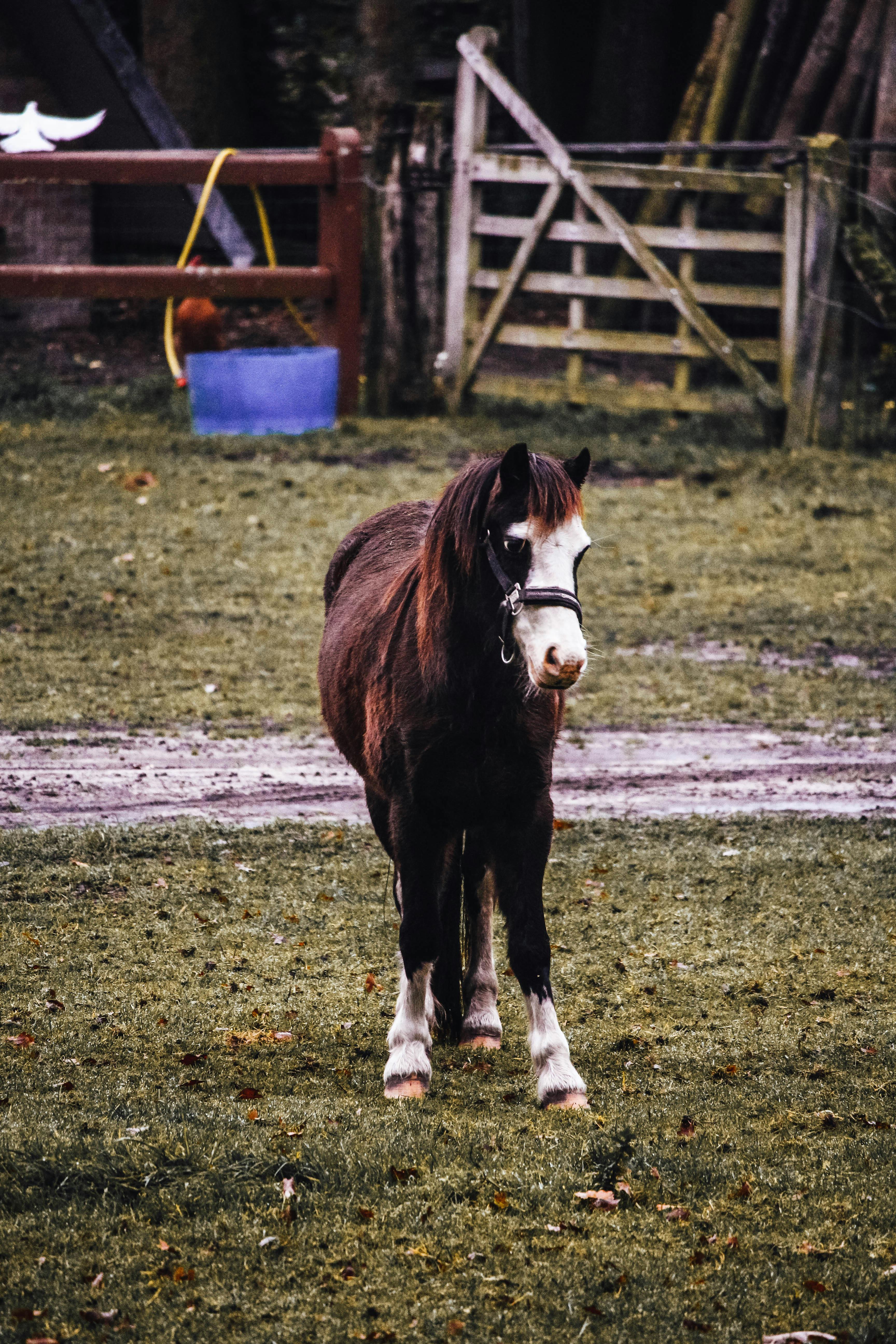 A Pony on a Farm · Free Stock Photo