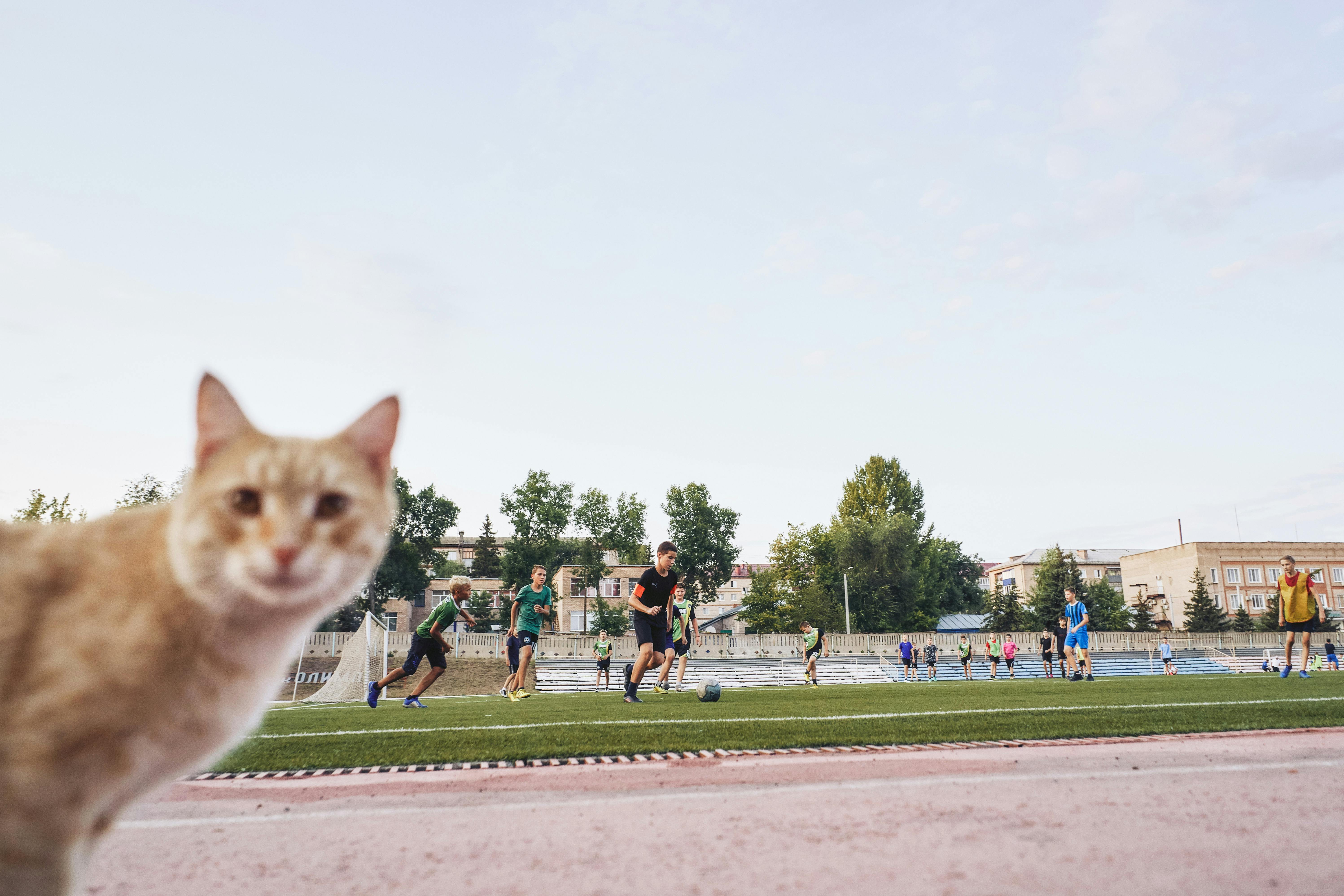 Cat Playing Football Photos, Download The BEST Free Cat Playing ...