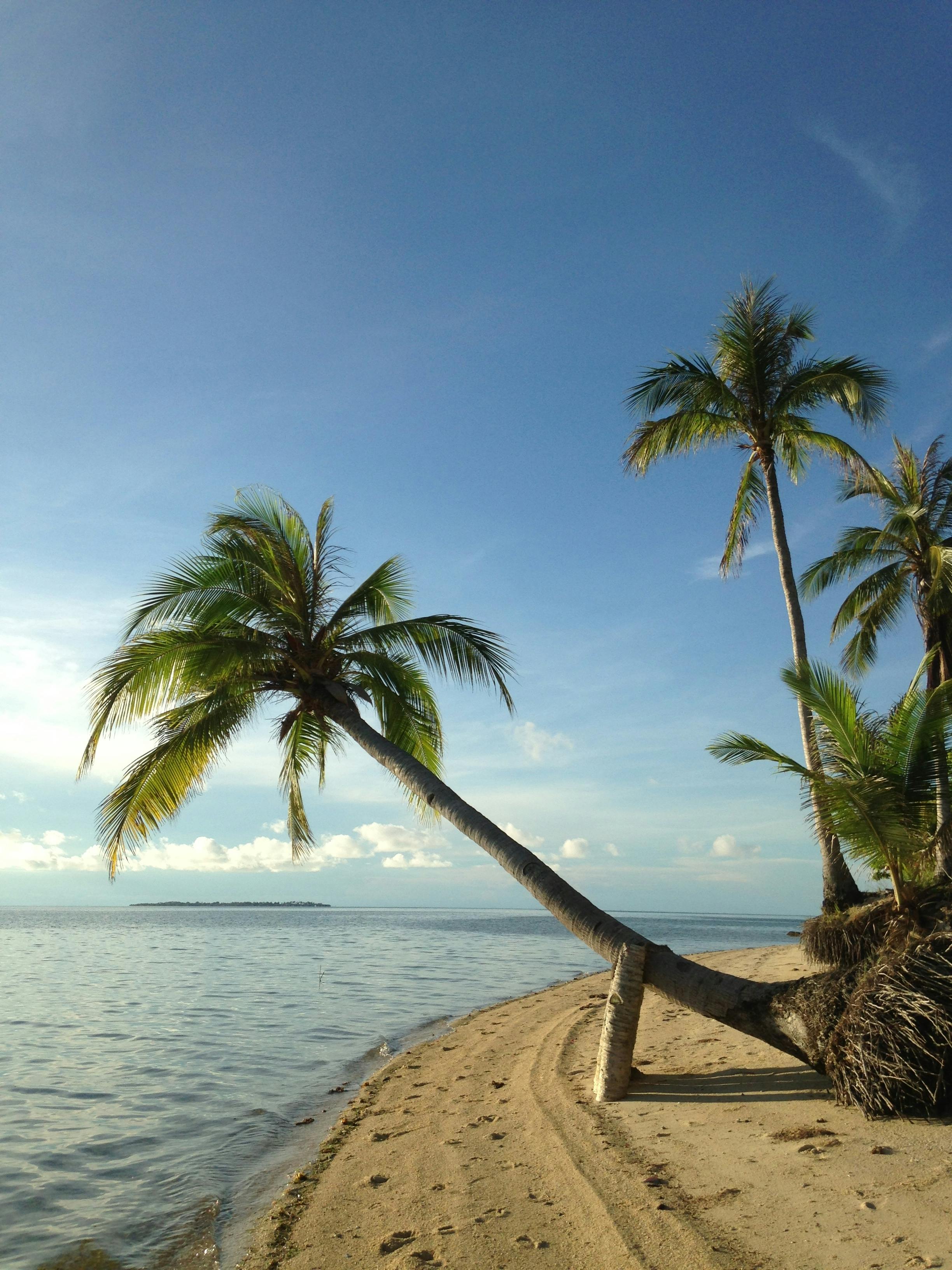 Hammock Attached to Coconut Trees · Free Stock Photo