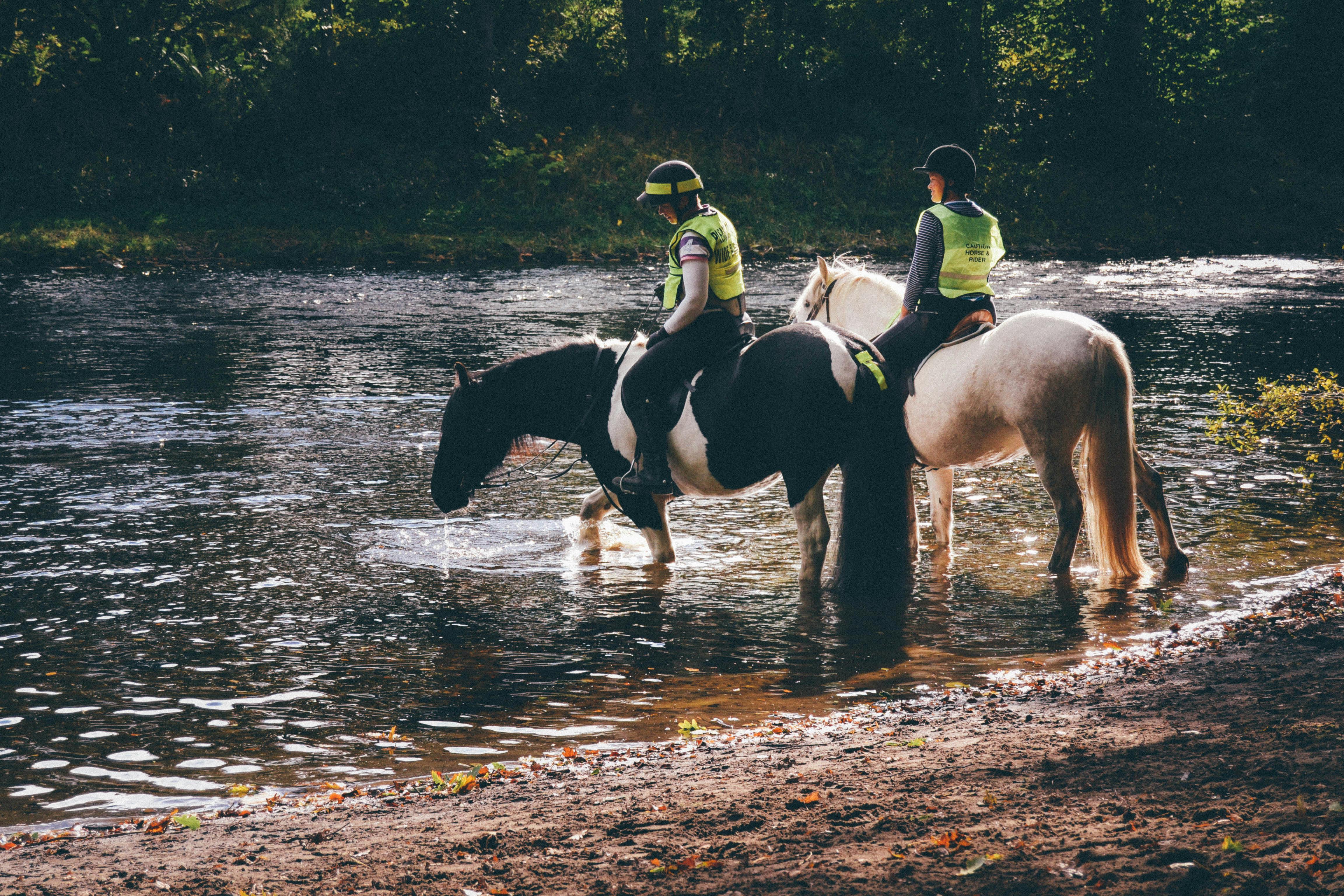 People Riding Horses on River · Free Stock Photo