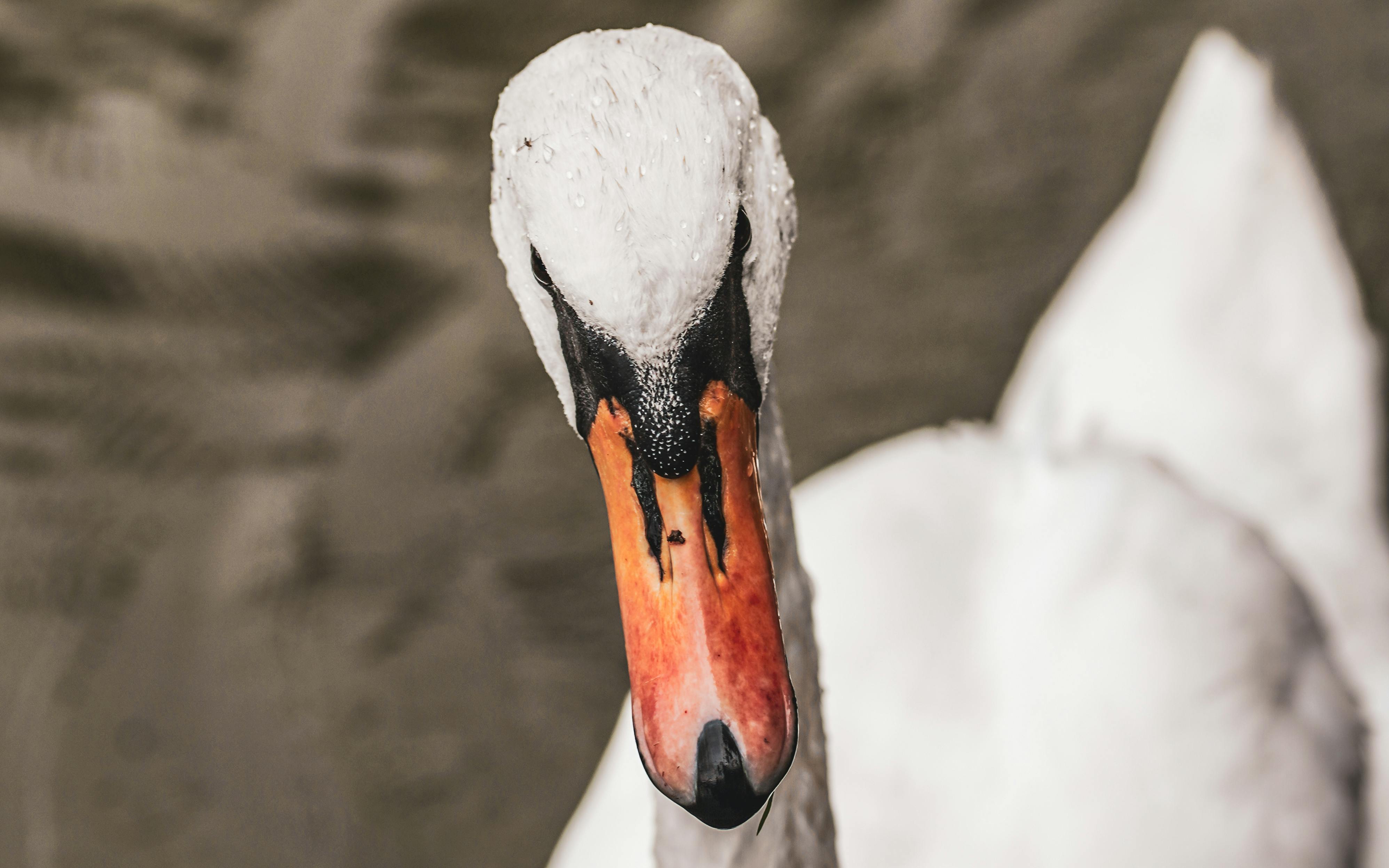 White Swan Drenched in Water · Free Stock Photo