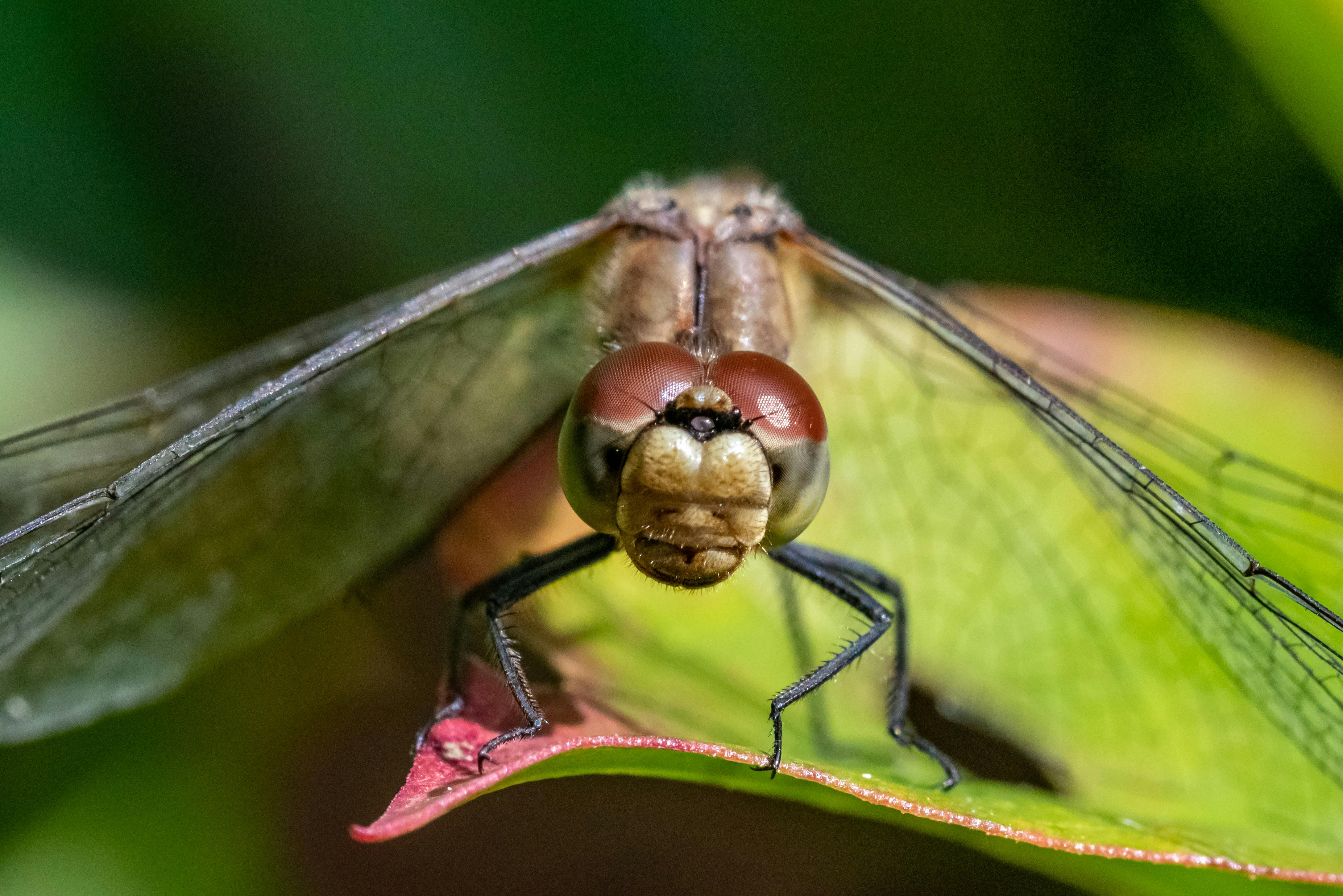 100,000+ Best Live Desktop Wallpaper Anime Photos · 100% Free Download ...