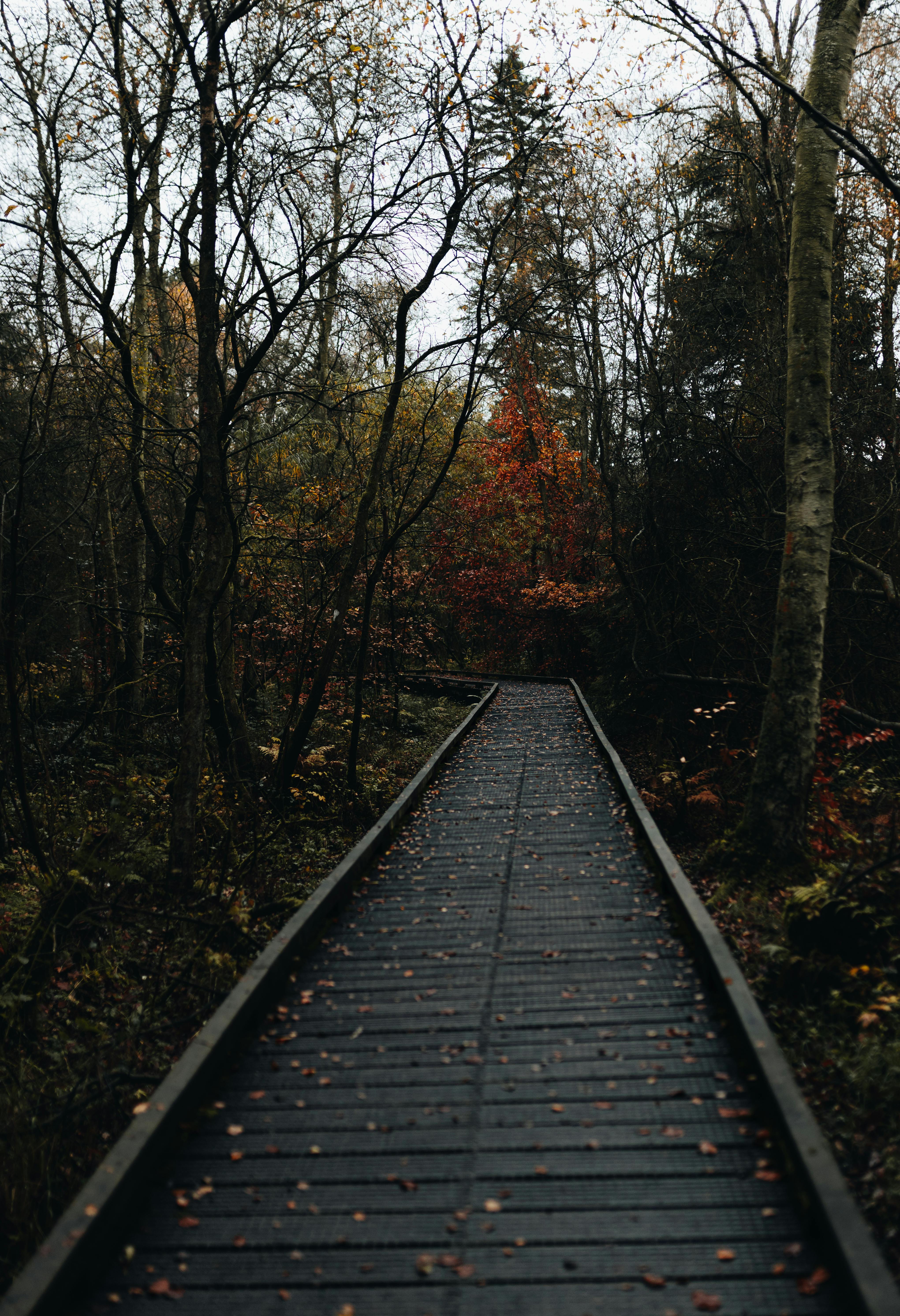 Black Pathway Between Green Trees Towards Body of Water during Daytime ...