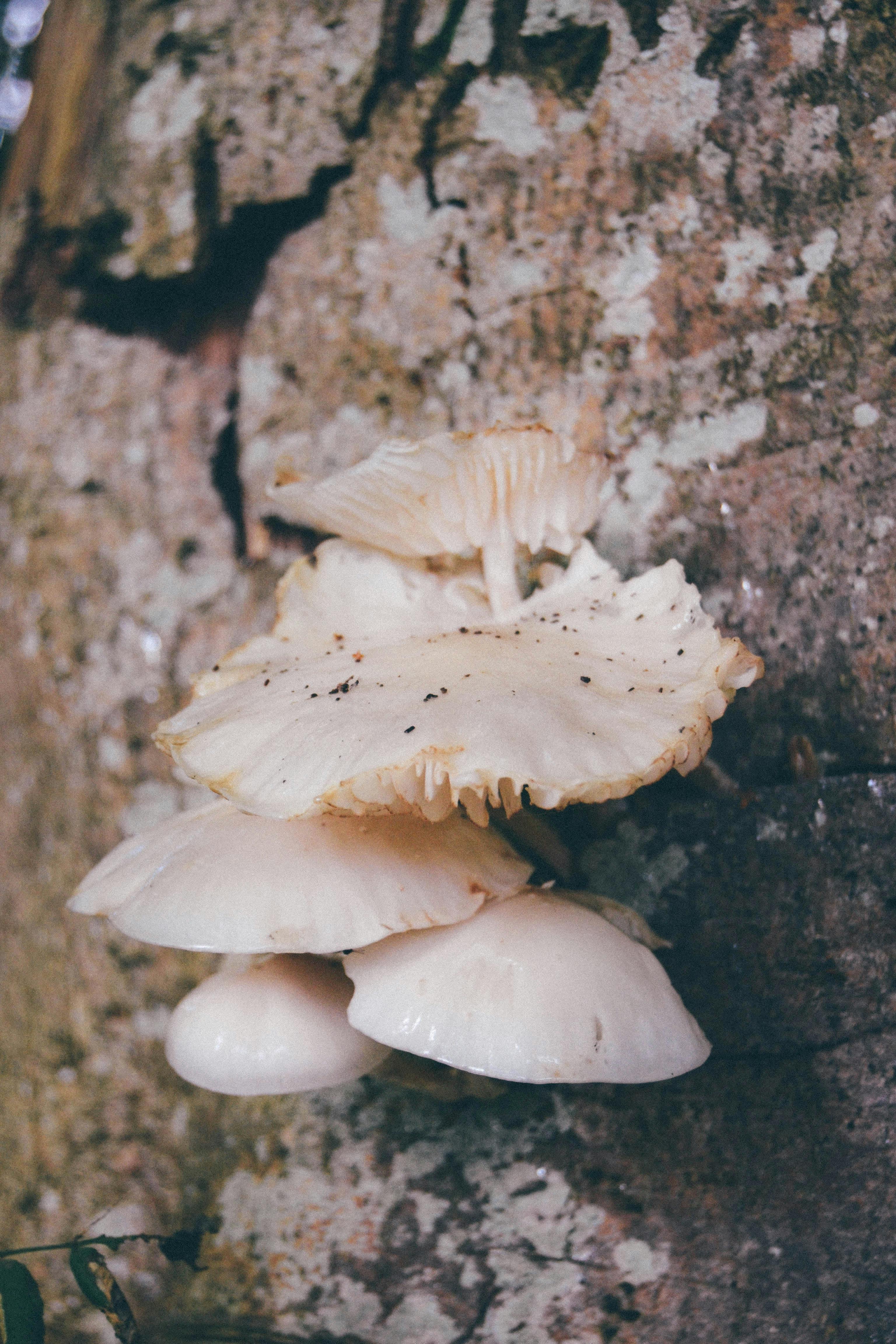 Mushrooms in Close Up Photography · Free Stock Photo