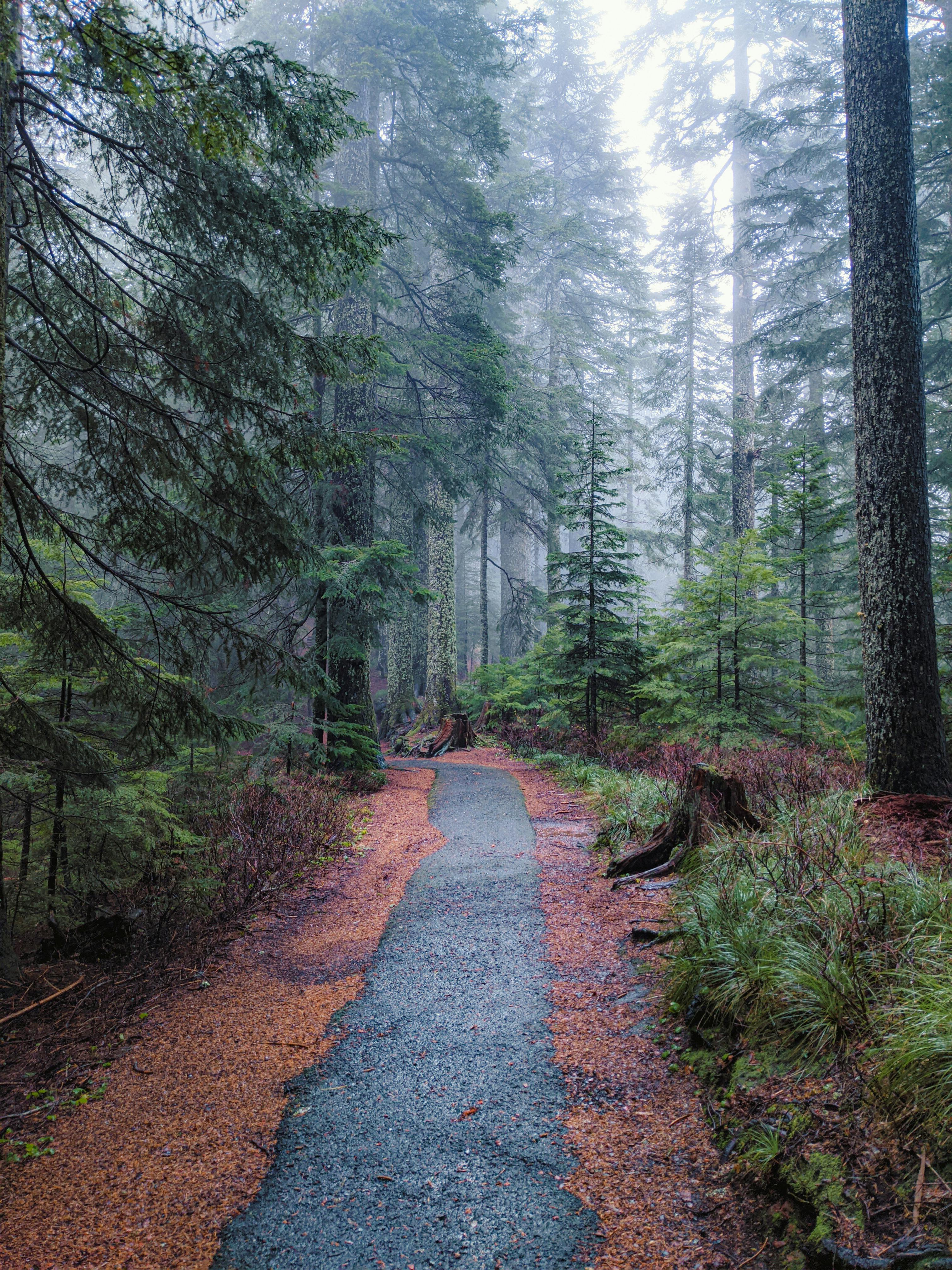 Pathway in the Forest · Free Stock Photo