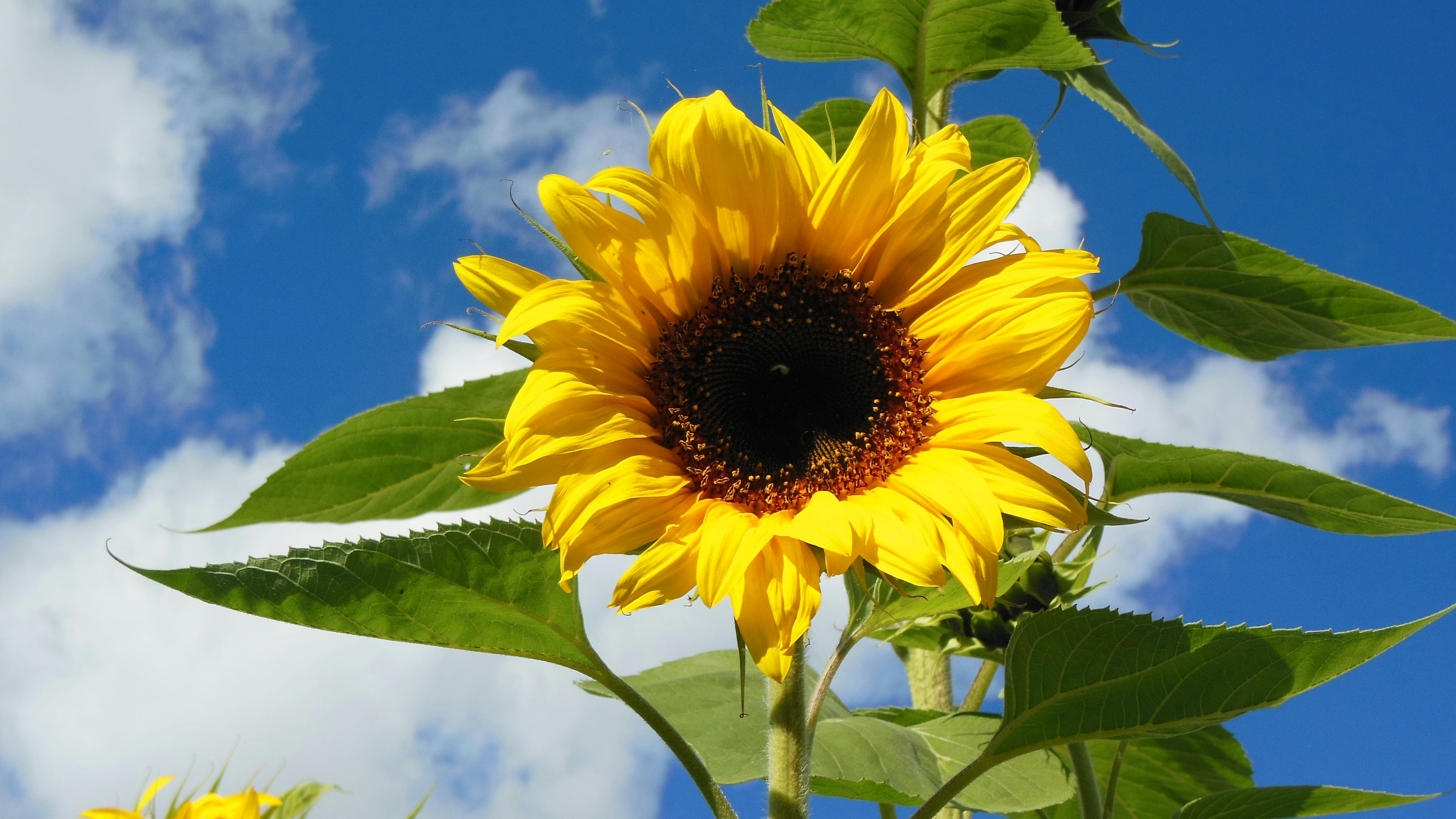 Photography of Common Sunflower · Free Stock Photo