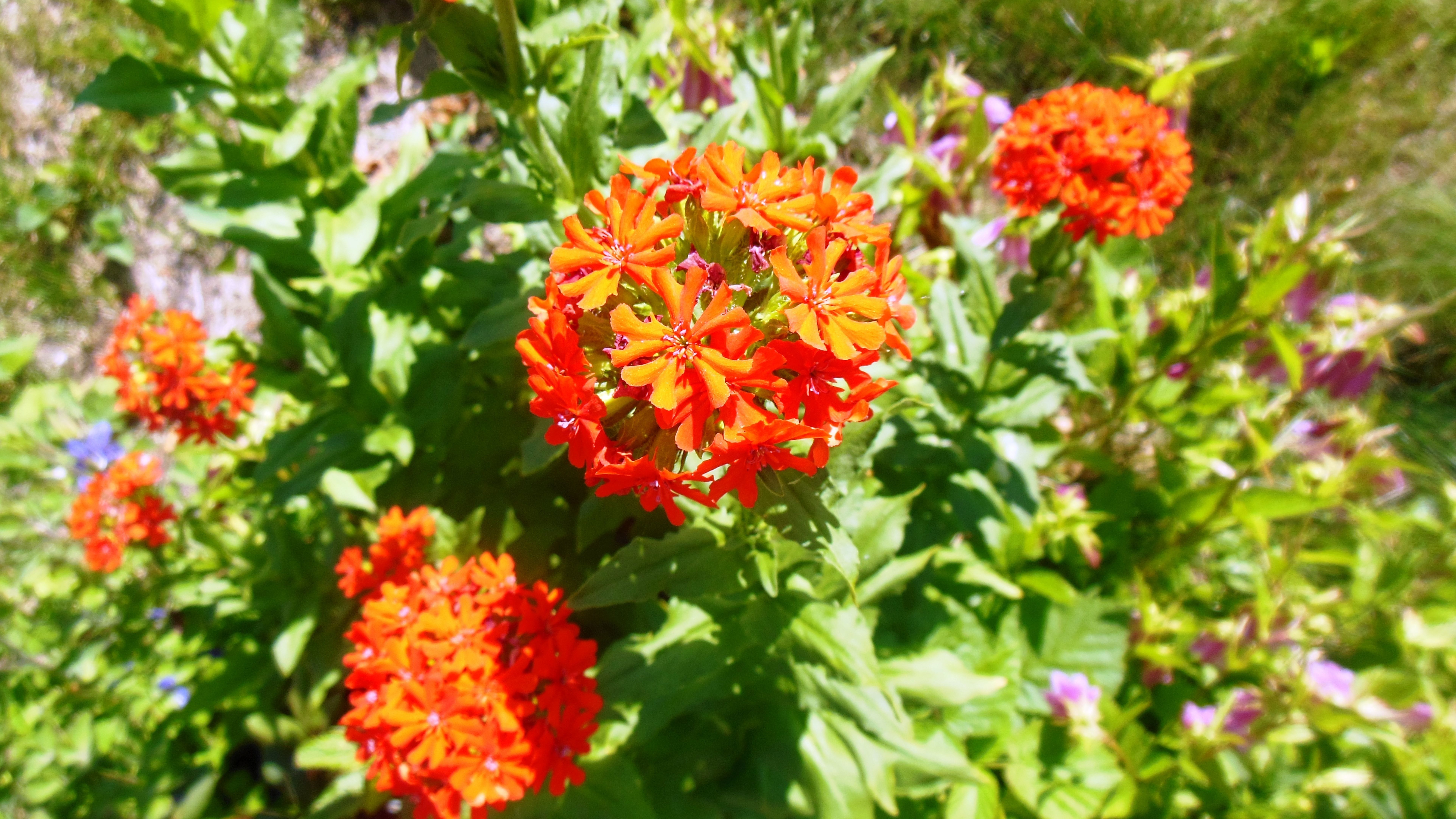 Foto de stock gratuita sobre belleza de verano, flor de espiga roja, jardín