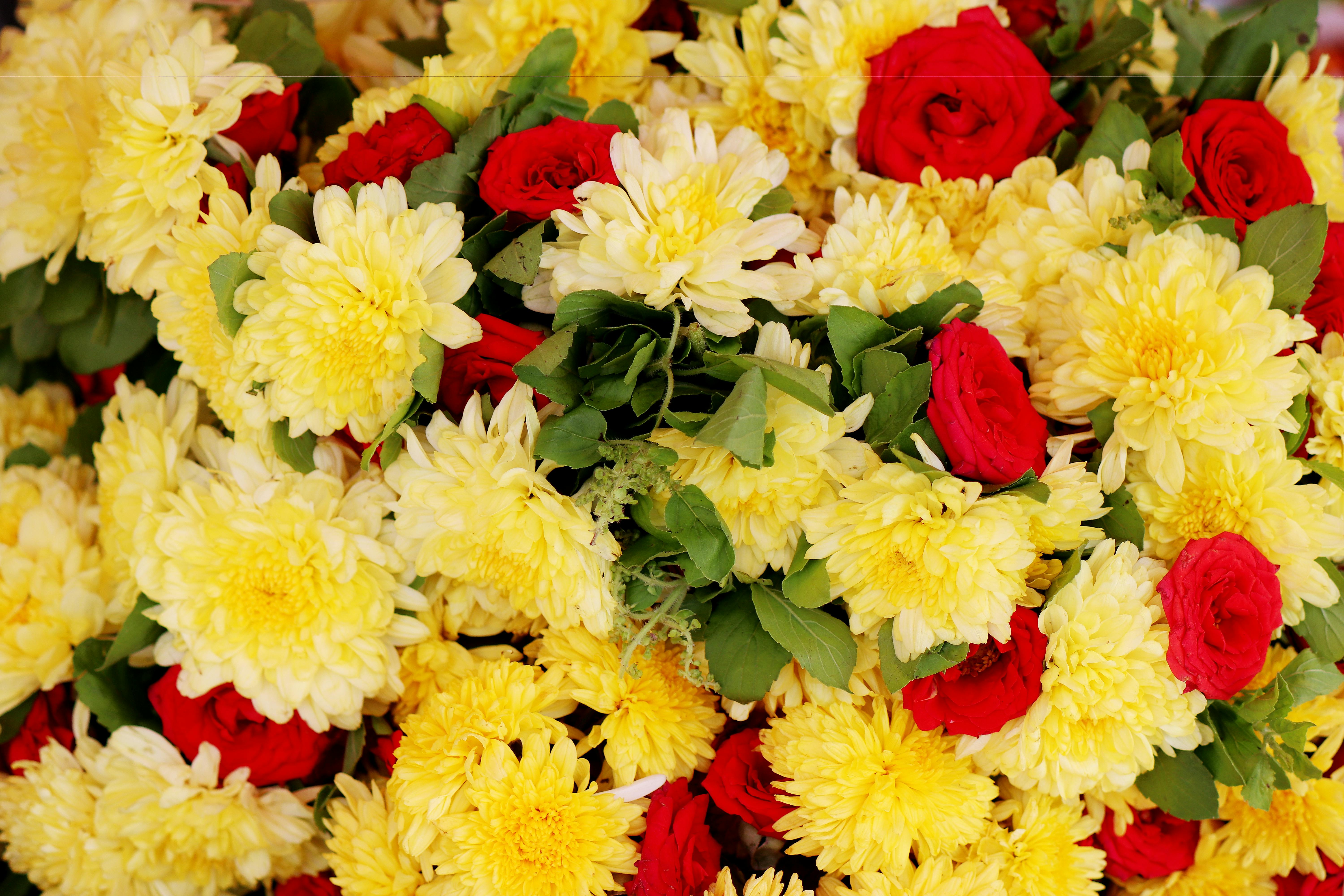 Red Yellow Roses Photos, Download The BEST Free Red Yellow Roses Stock ...