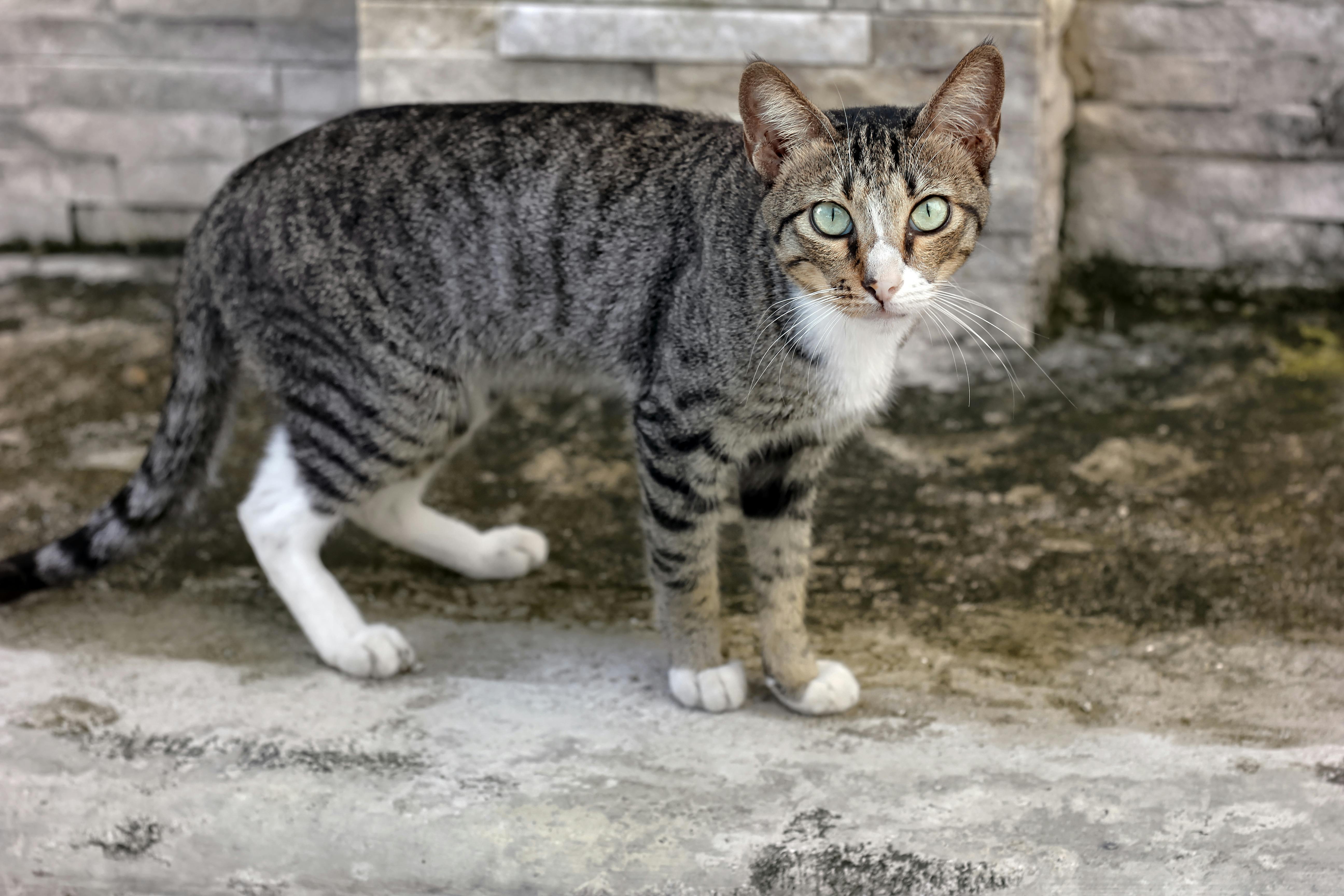 Лучшие фото (2 000+) по запросу «Кот» · Скачивайте совершенно бесплатно ...