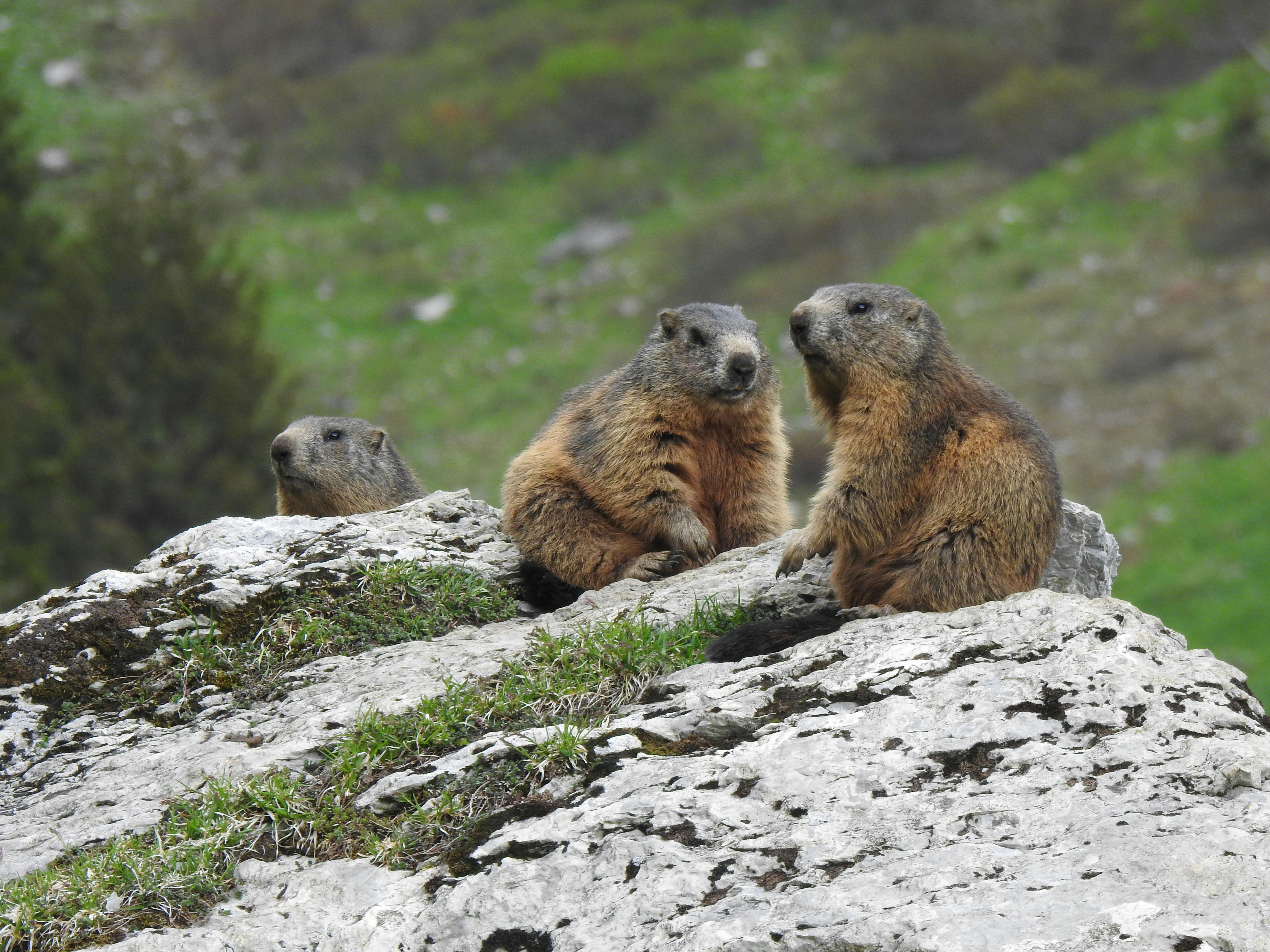 Downloads Of Groundhogs Photos, Download The BEST Free Downloads Of ...