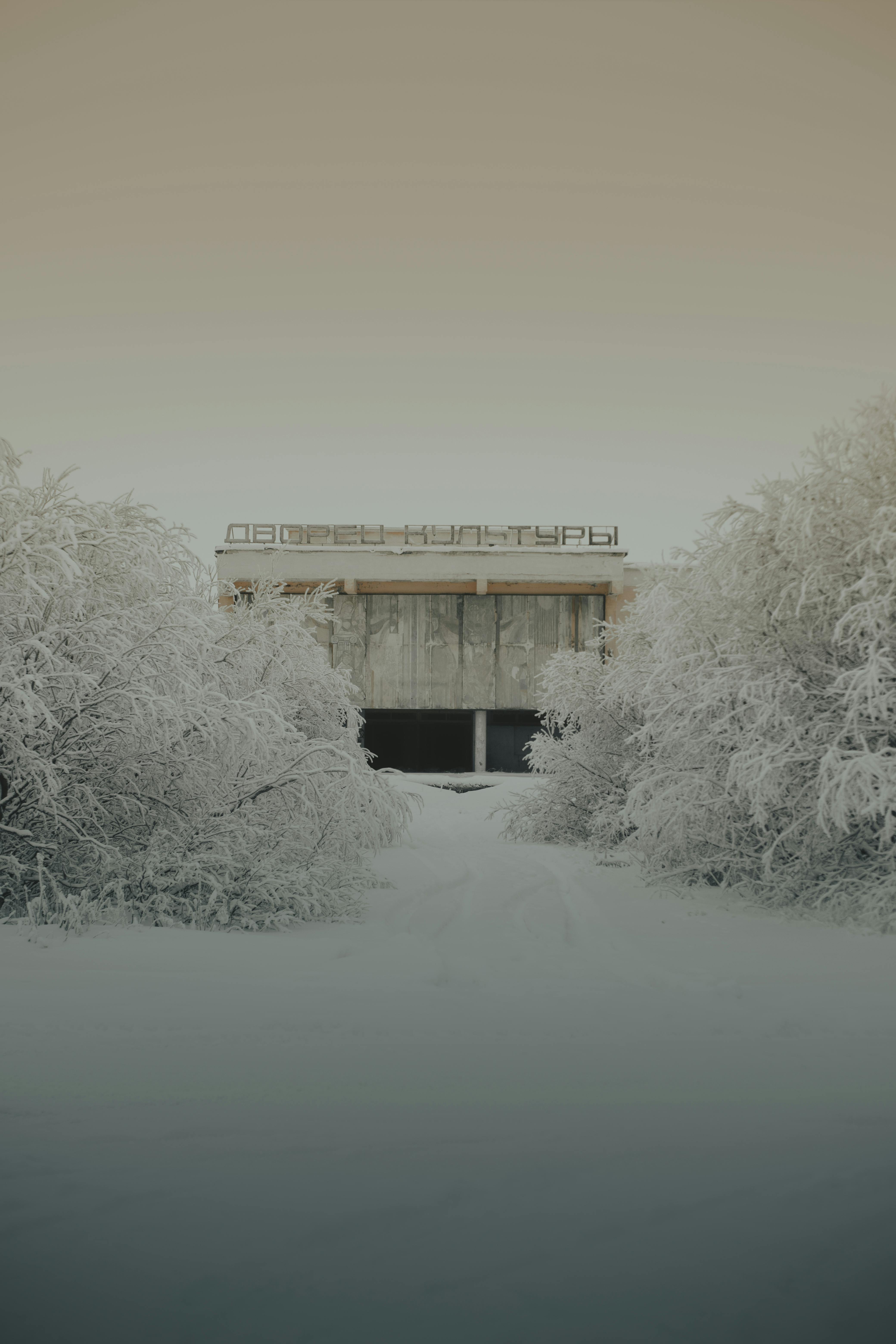 Snow Covered Ground · Free Stock Photo