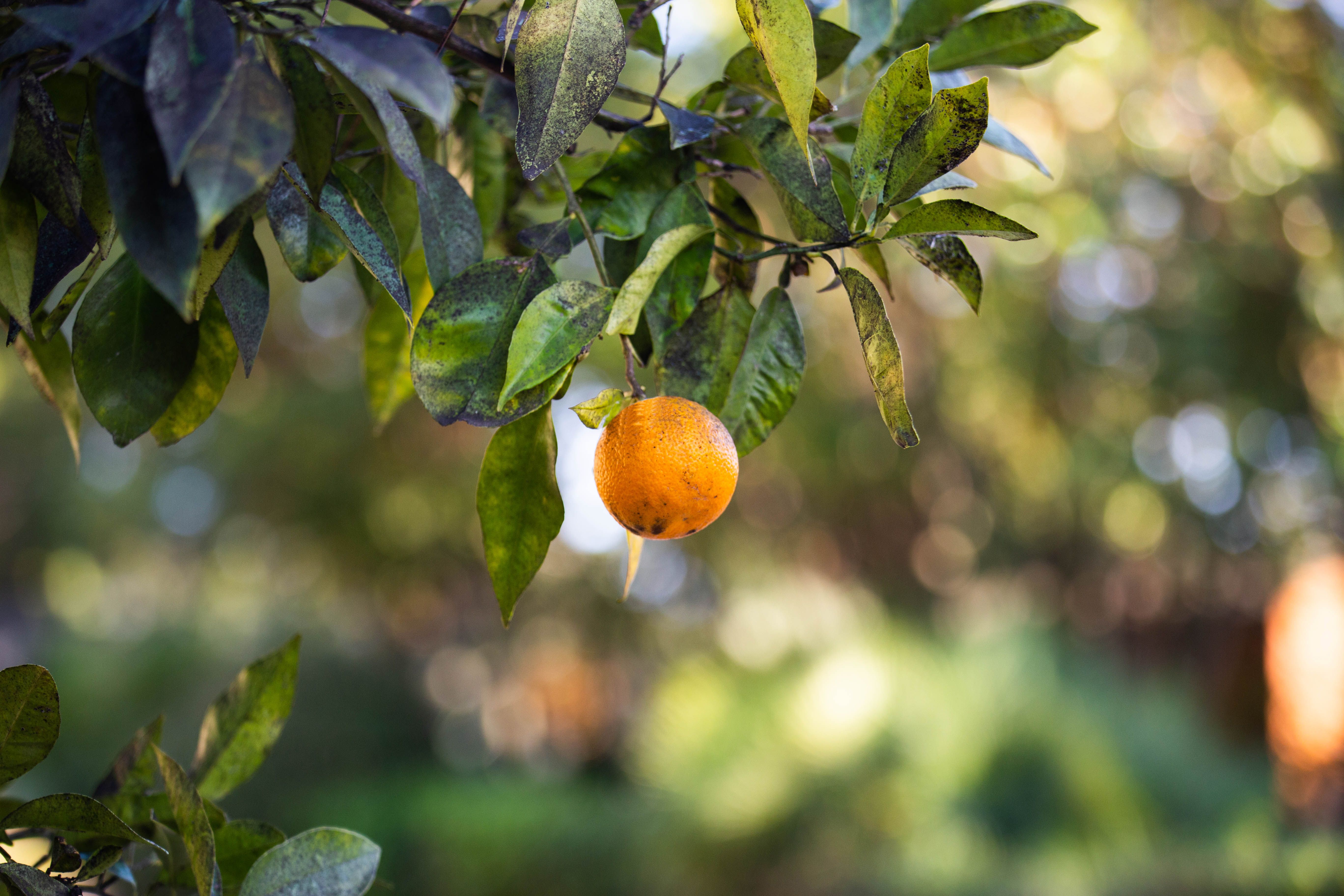 Orange Fruit on Tree · Free Stock Photo