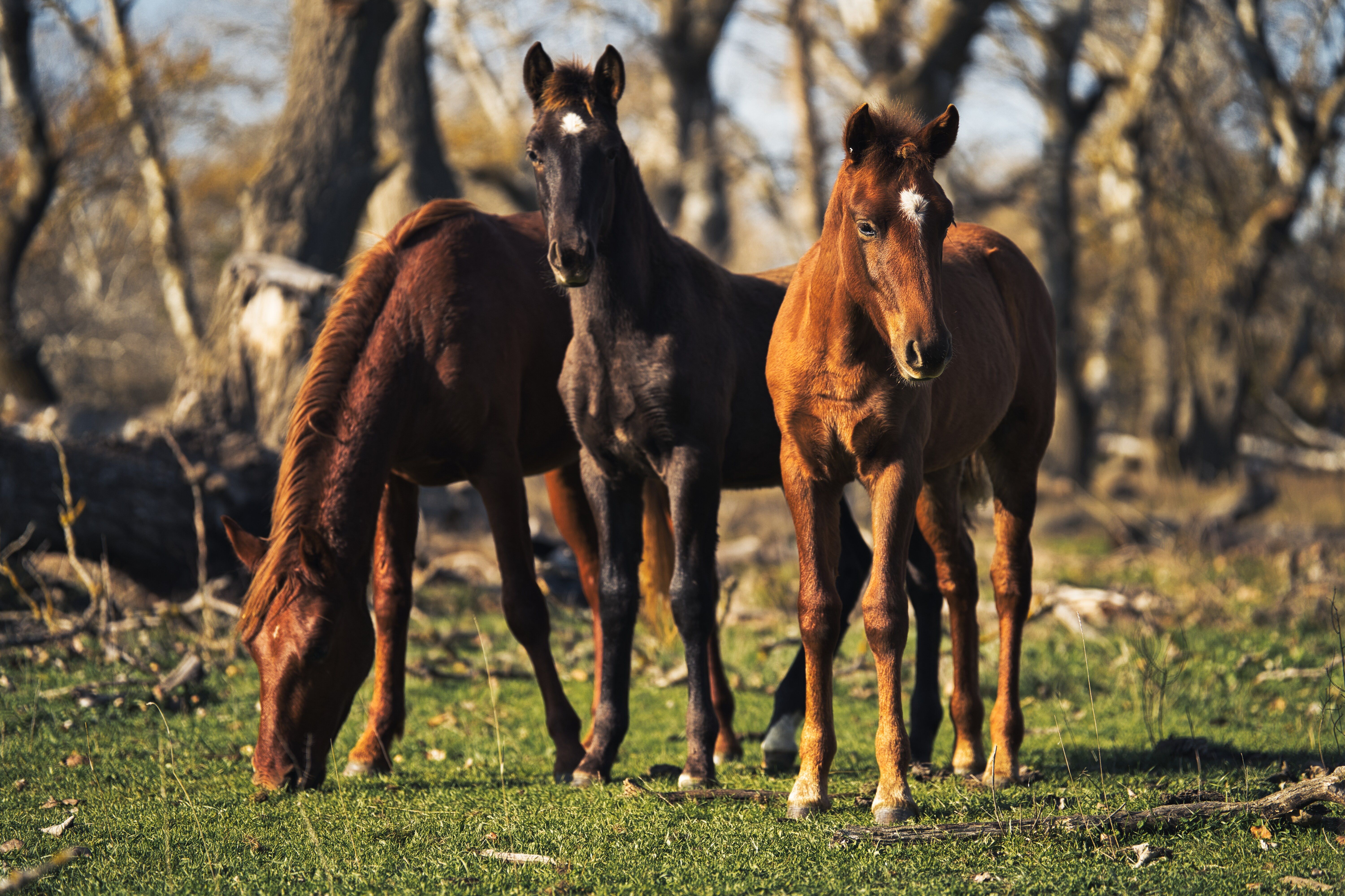 Three Horses on the Grass · Free Stock Photo