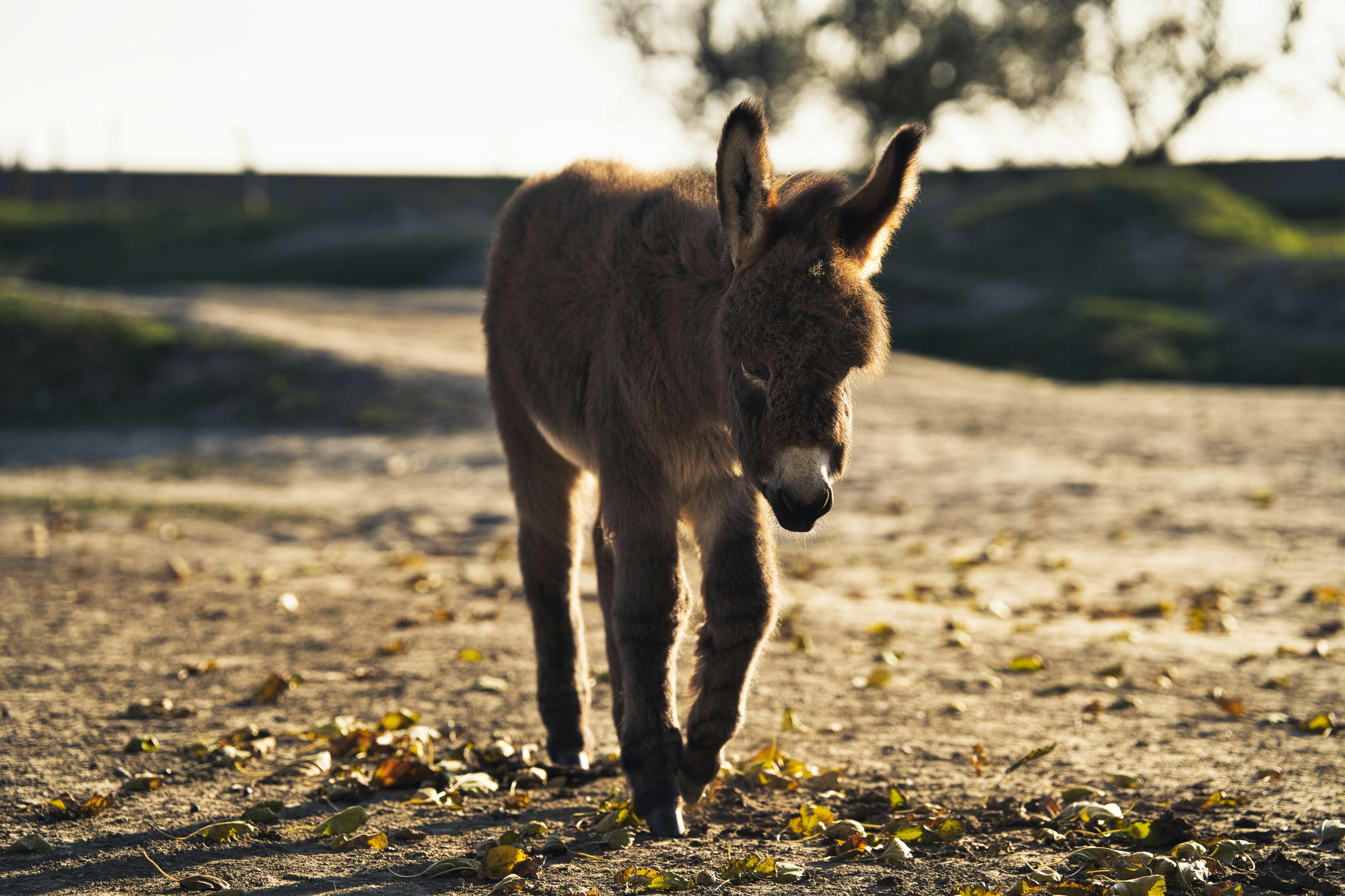 Brown Donkey on Brown Field · Free Stock Photo