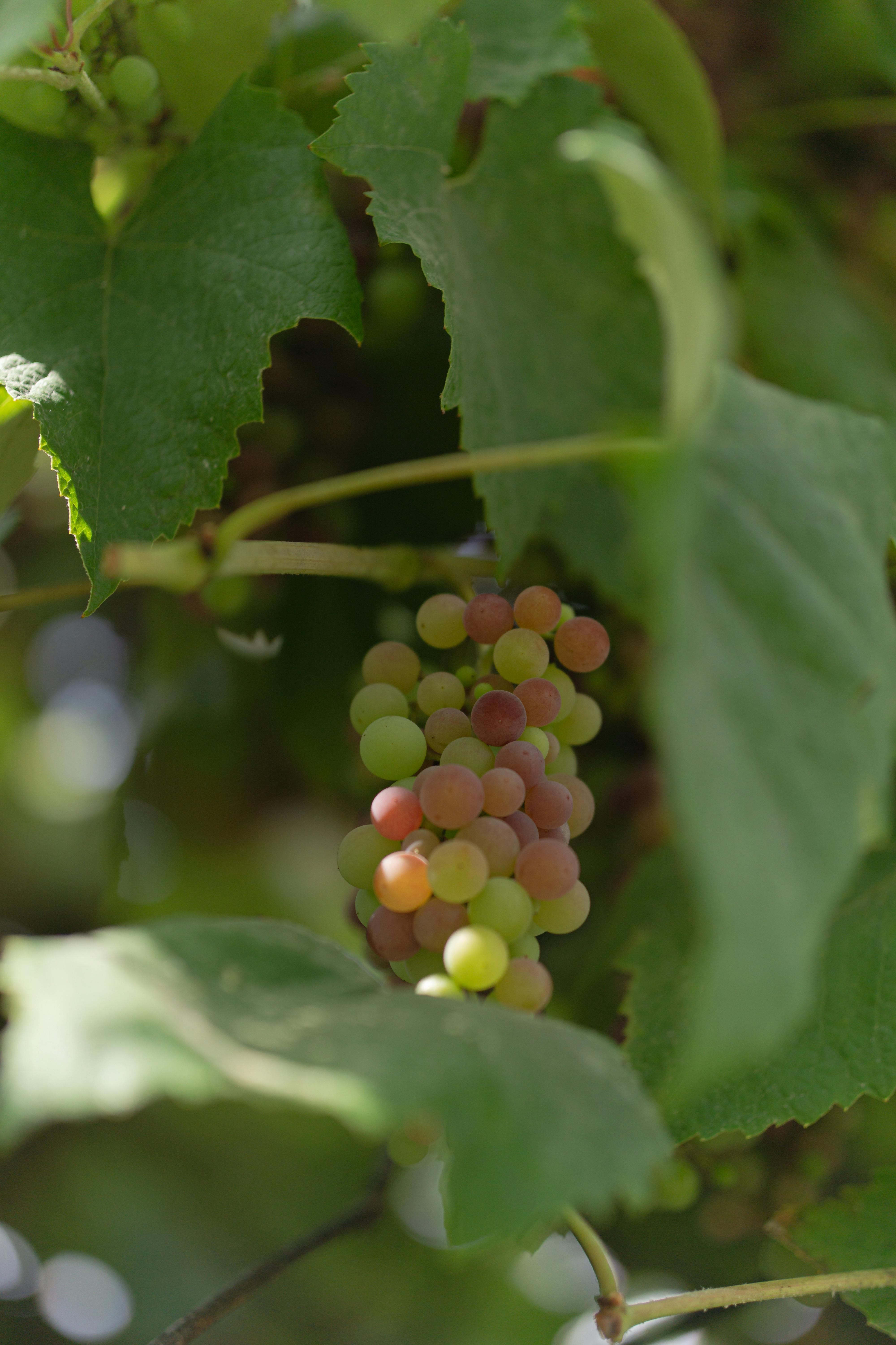 Grapes Plant Photos, Download The BEST Free Grapes Plant Stock Photos ...