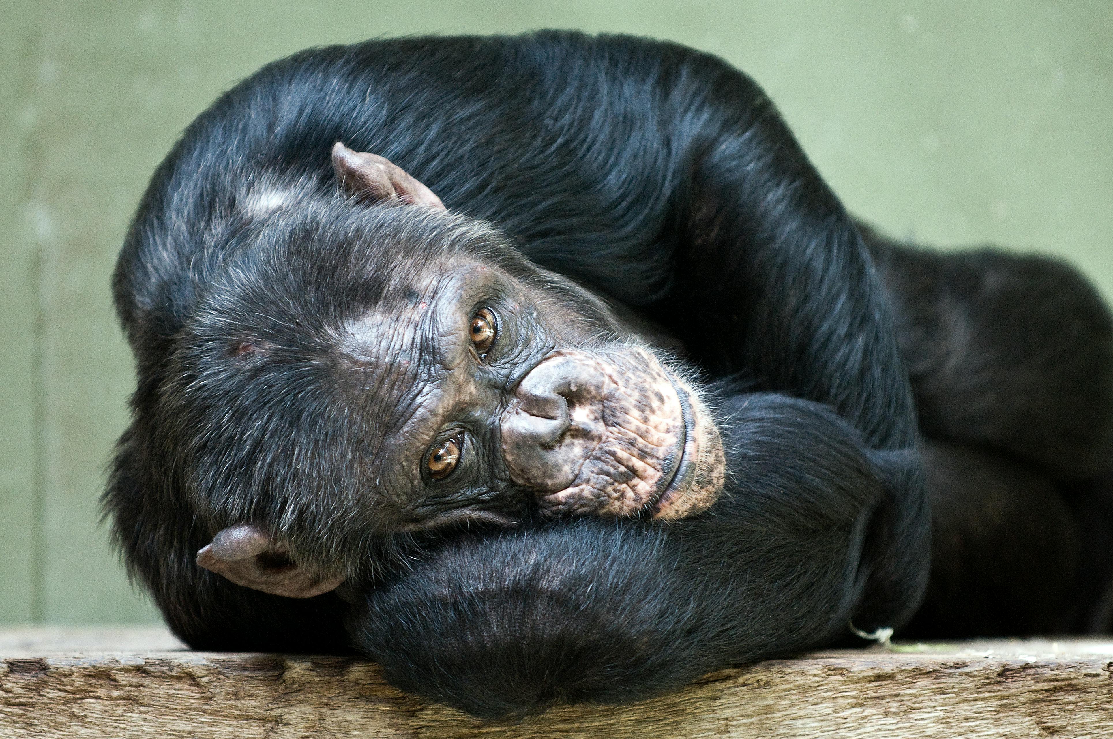 Chimpanzee Looking Relaxed Photos, Download The BEST Free Chimpanzee ...