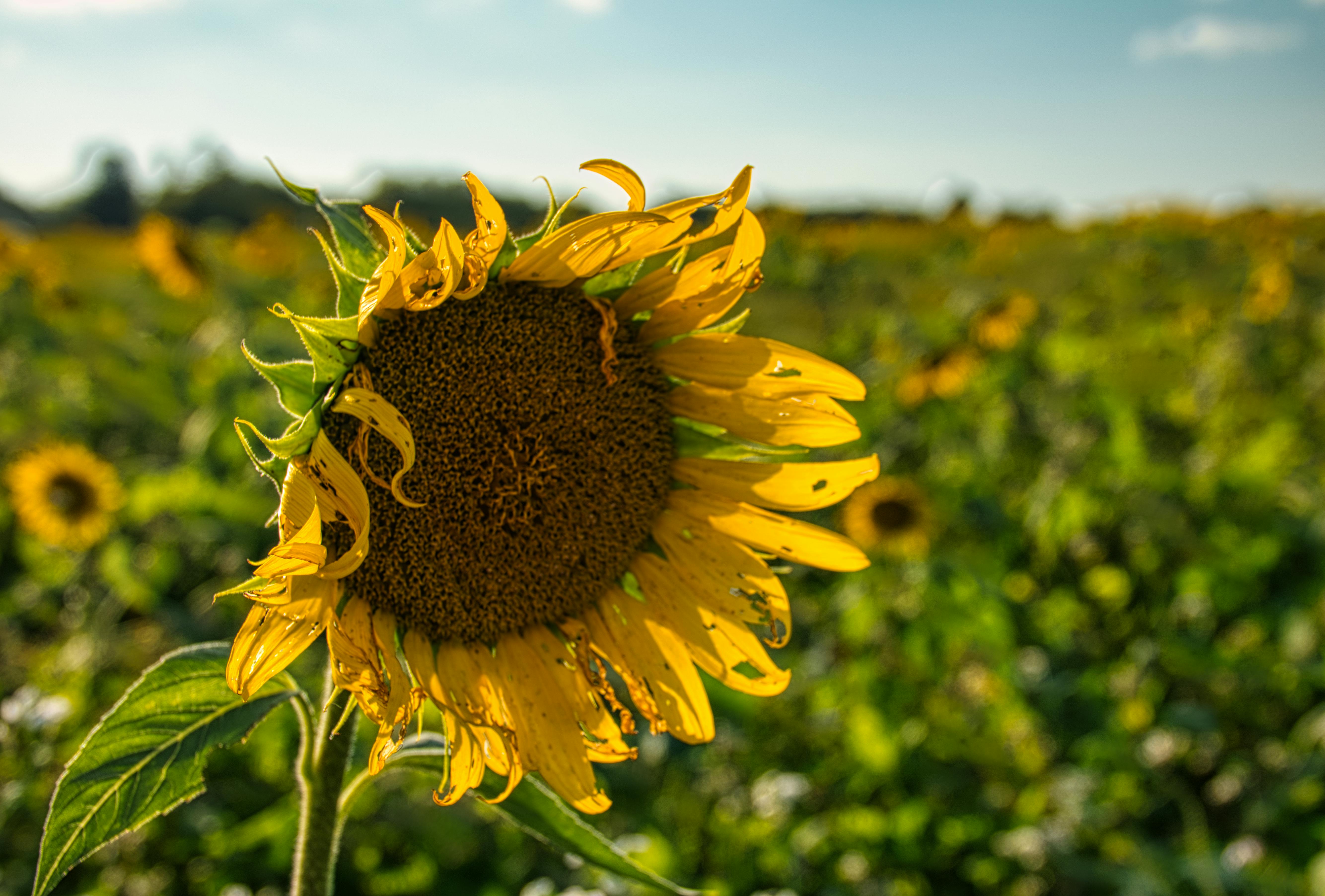 Sunflower in Tilt Shift Lens · Free Stock Photo