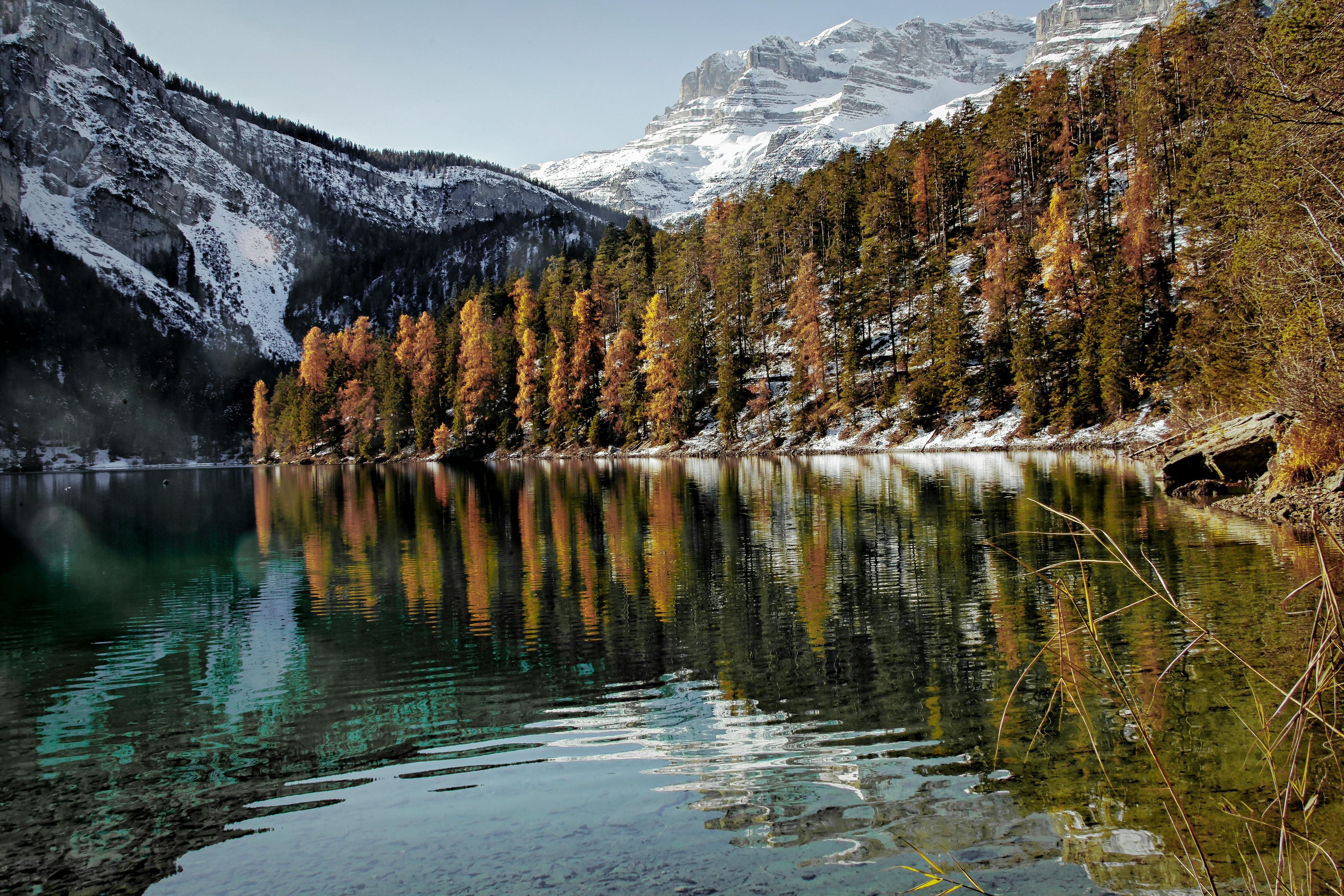 Mountainside with Trees Beside a Lake · Free Stock Photo