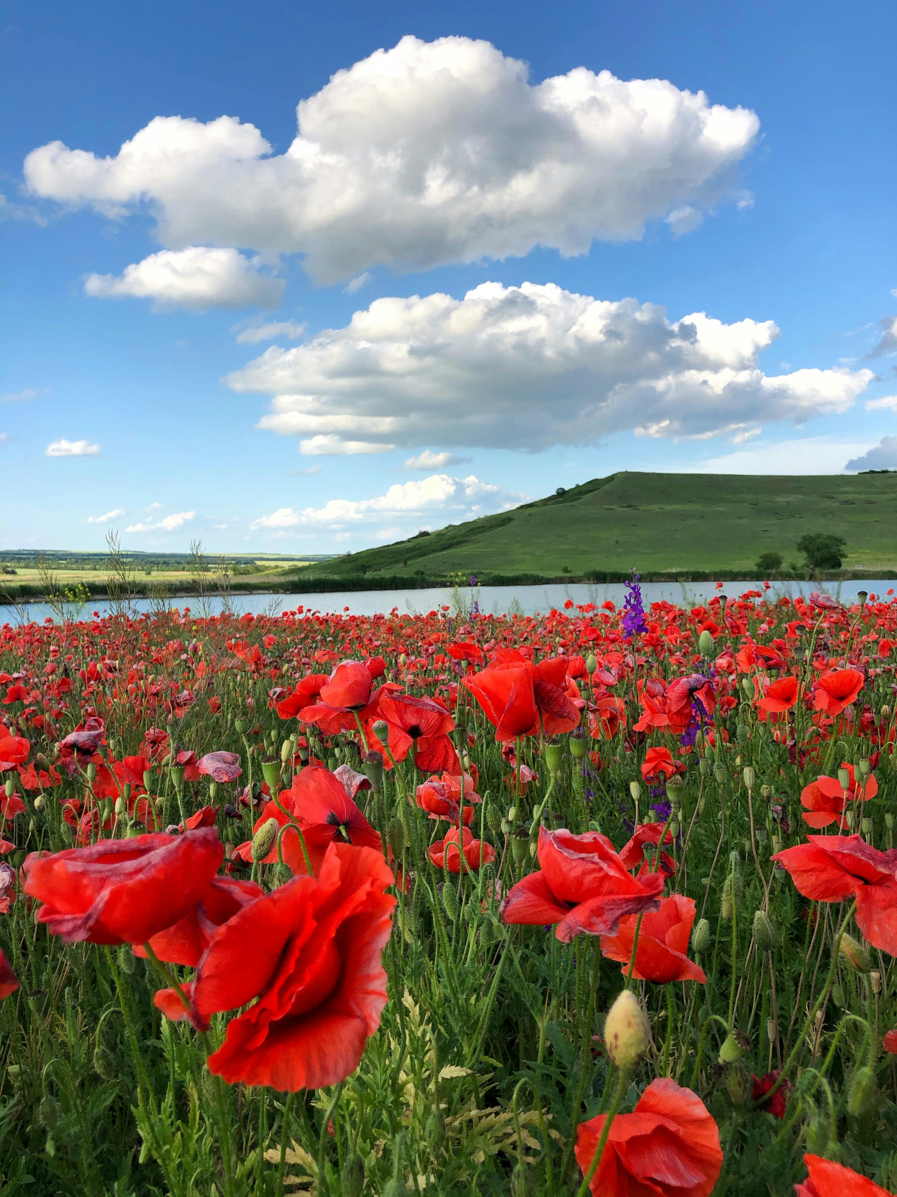 Red Poppy Field Under Blue Sky · Free Stock Photo