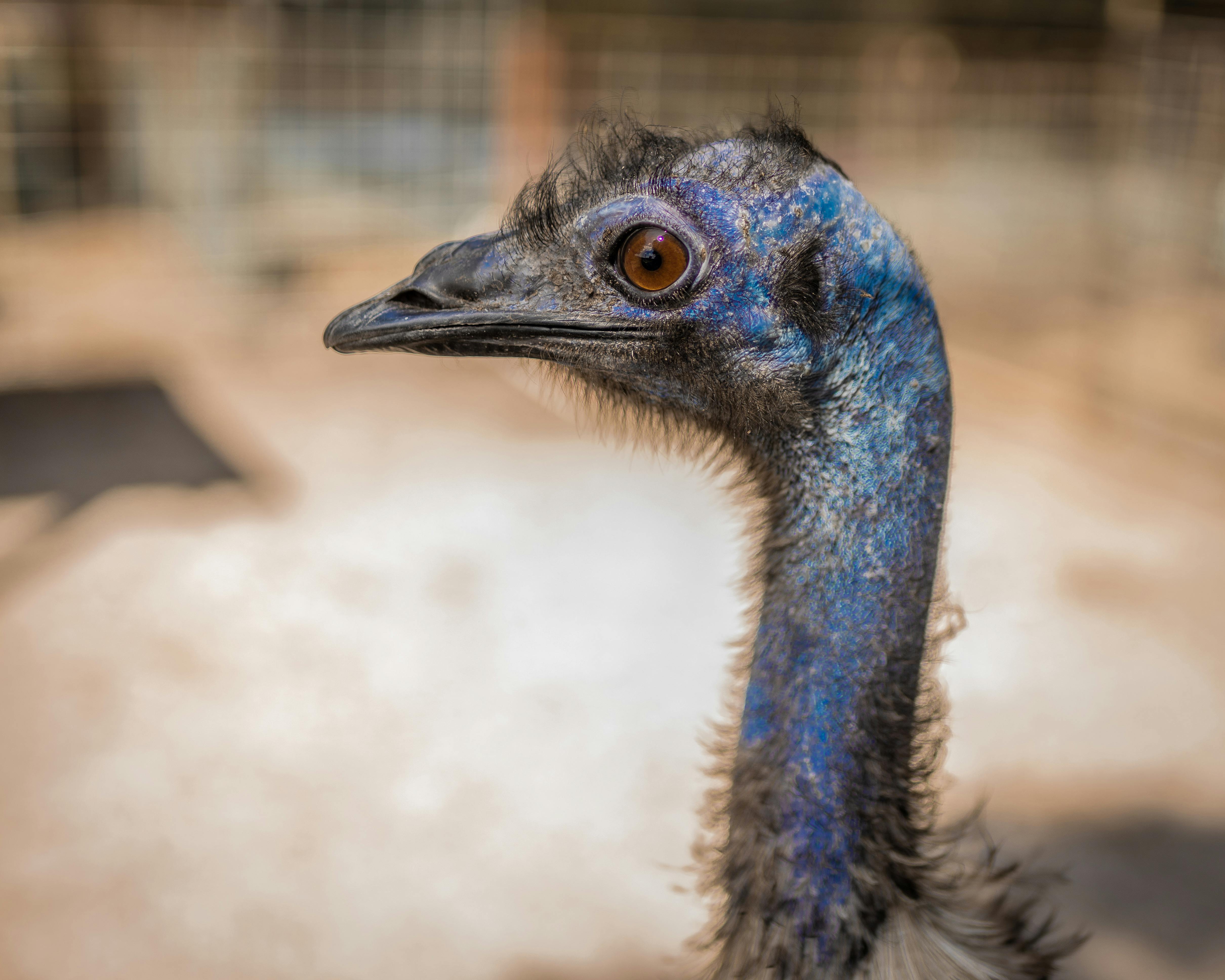 Black Bird · Free Stock Photo