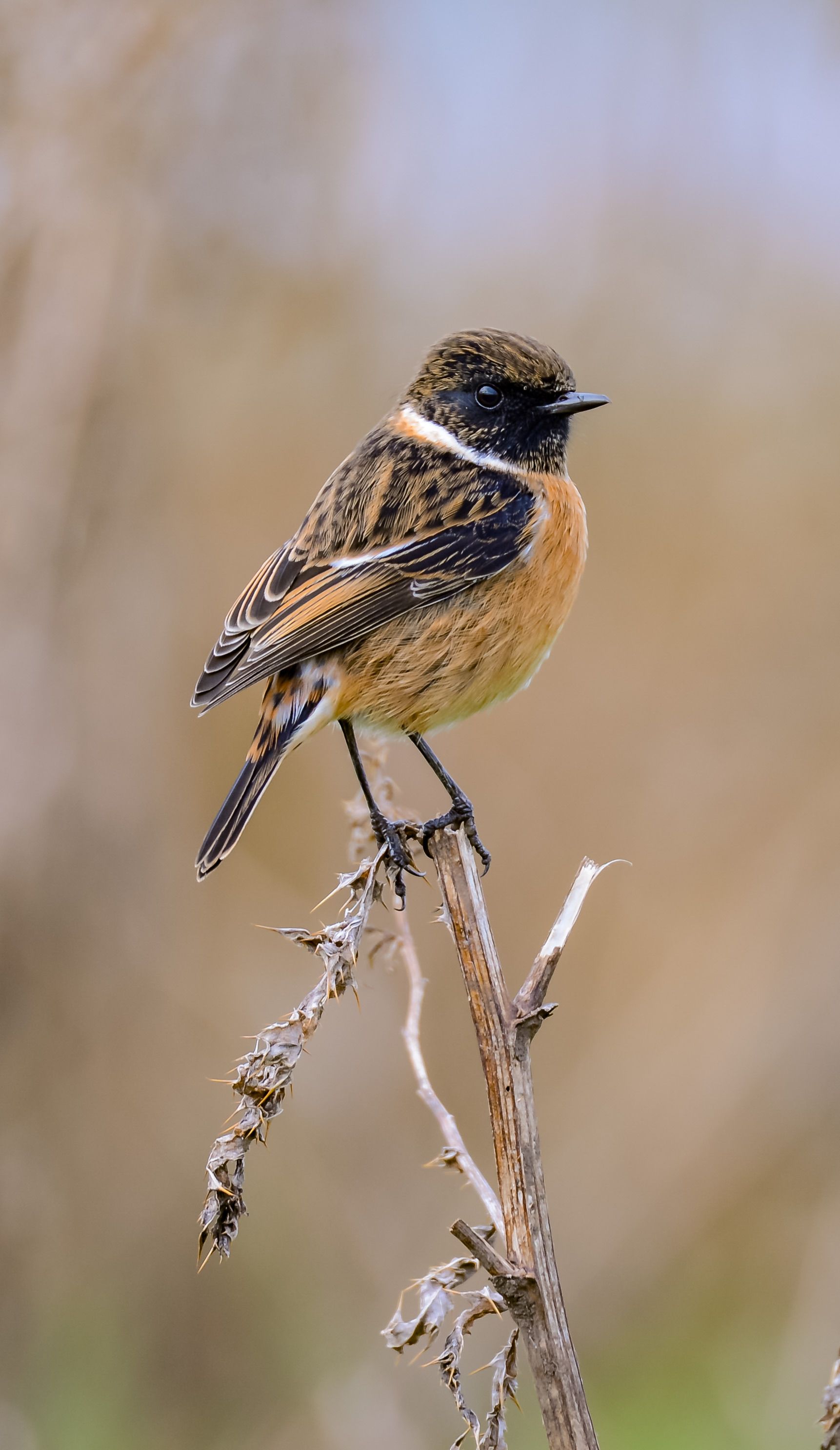 Close up of Passerine Bird · Free Stock Photo
