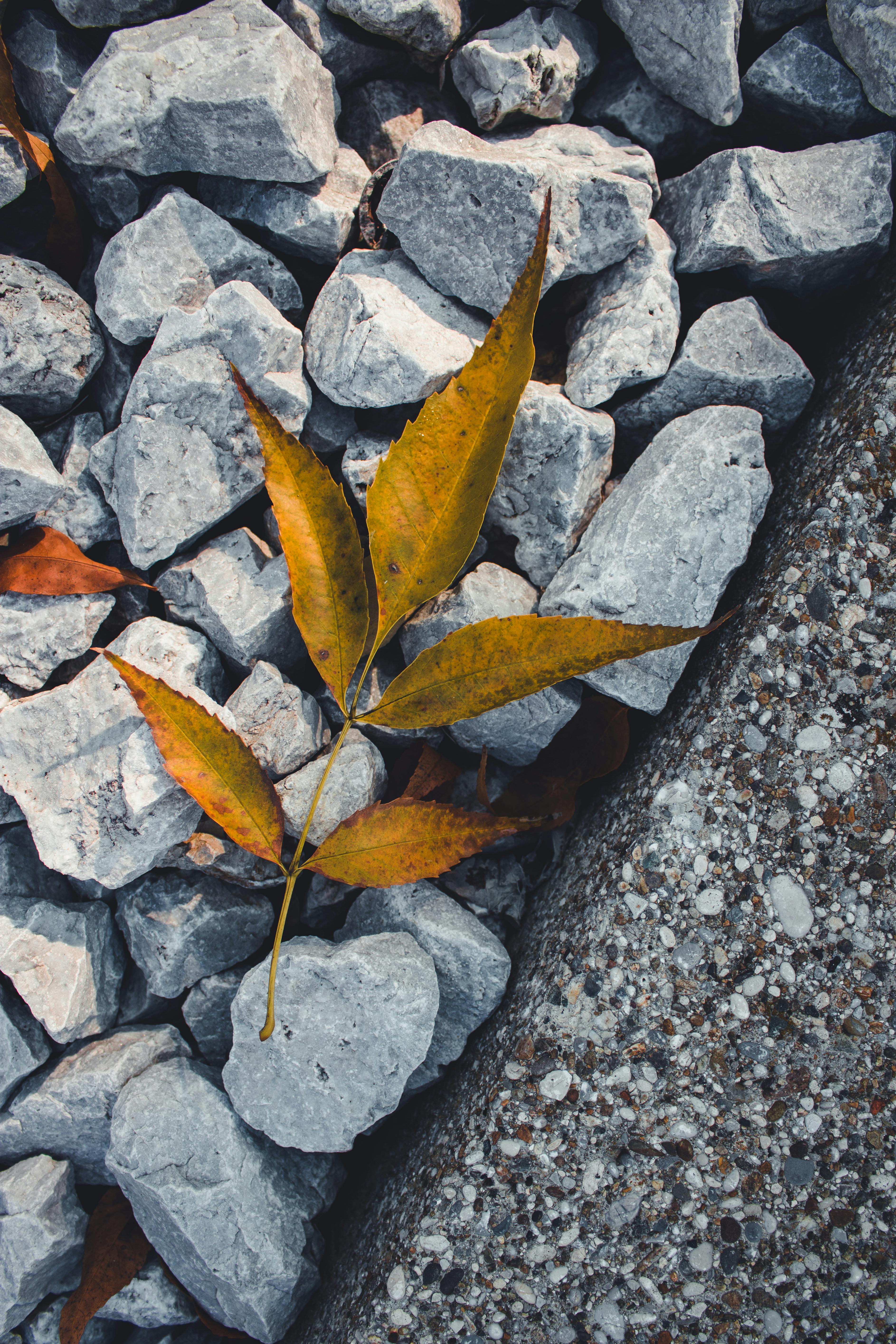 Close-Up Shot of a Leaf on Rocks · Free Stock Photo