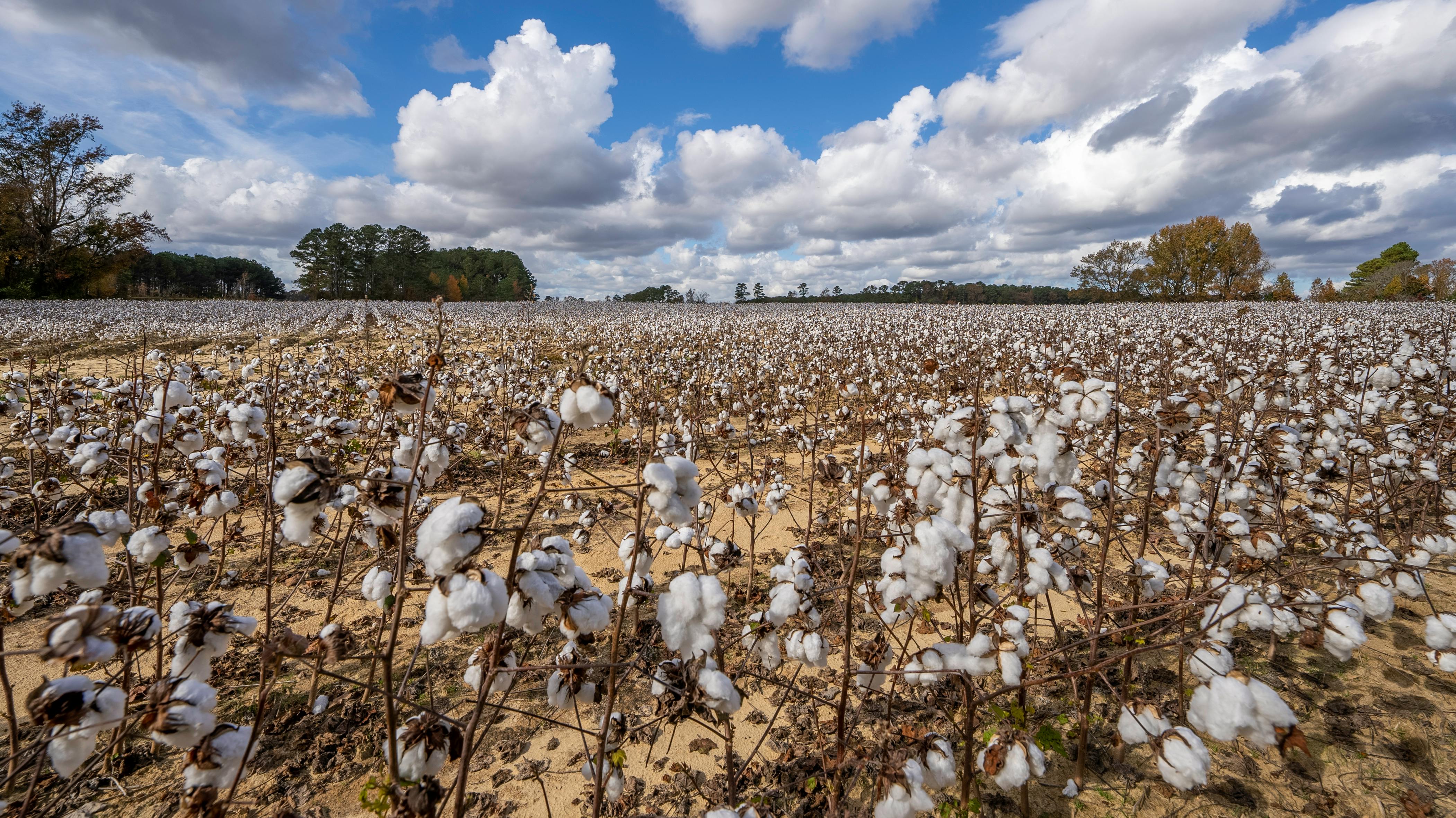 Cotton Plantations
