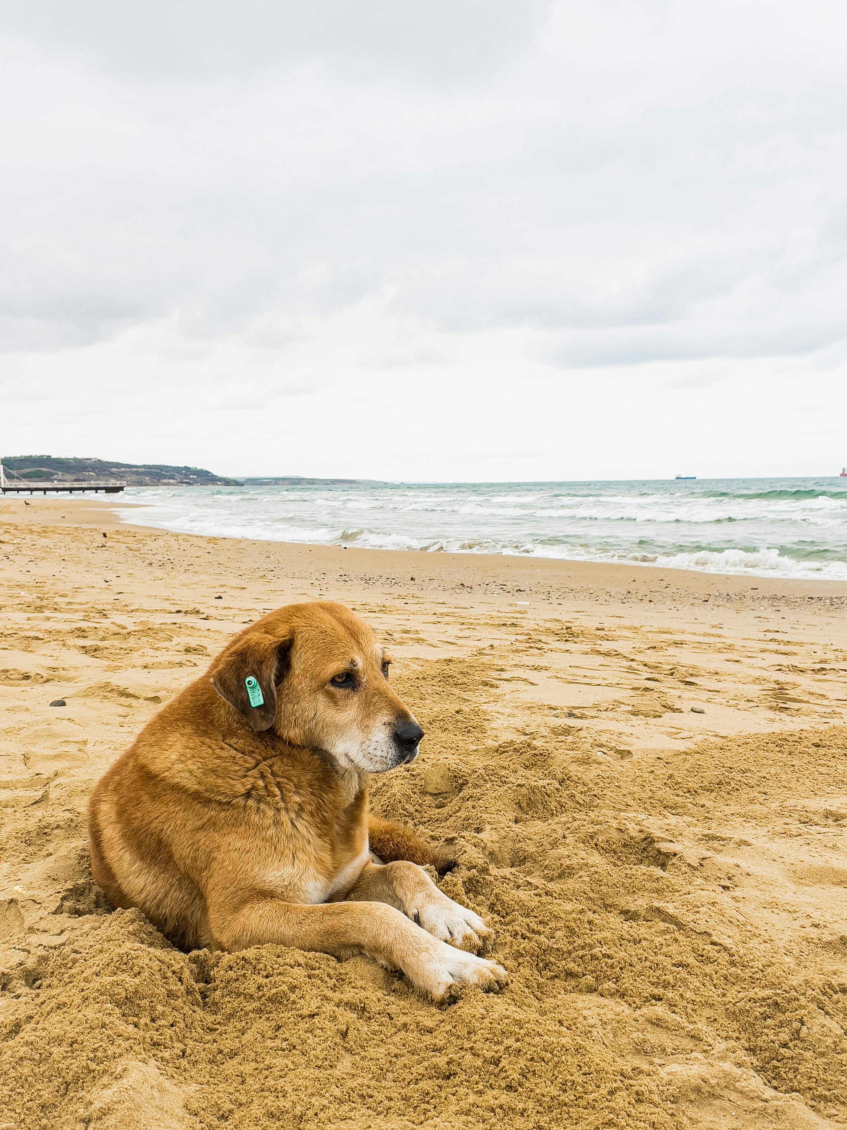 Photo of Dog at the Beach · Free Stock Photo