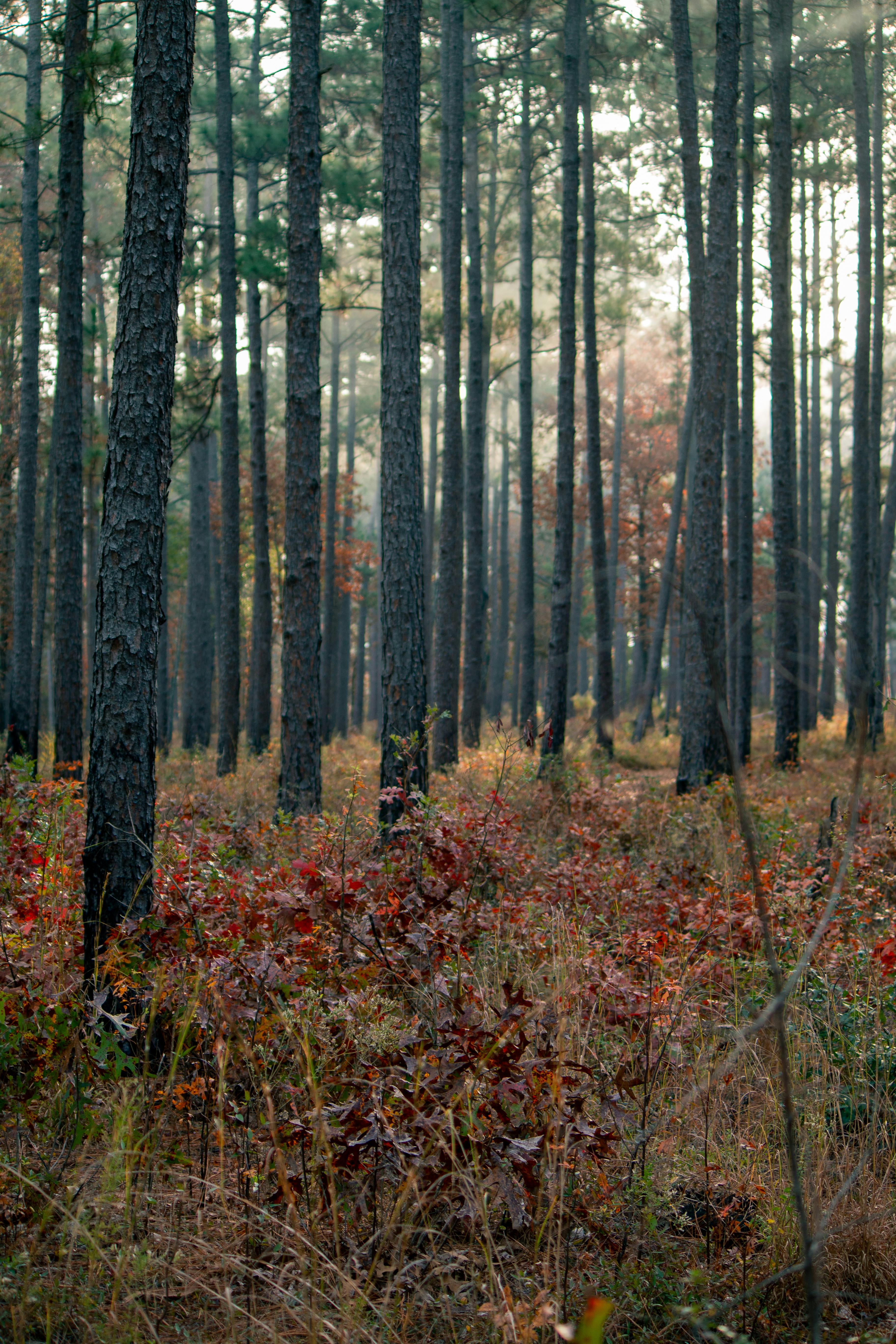Bushes Under Tall Pine Trees · Free Stock Photo