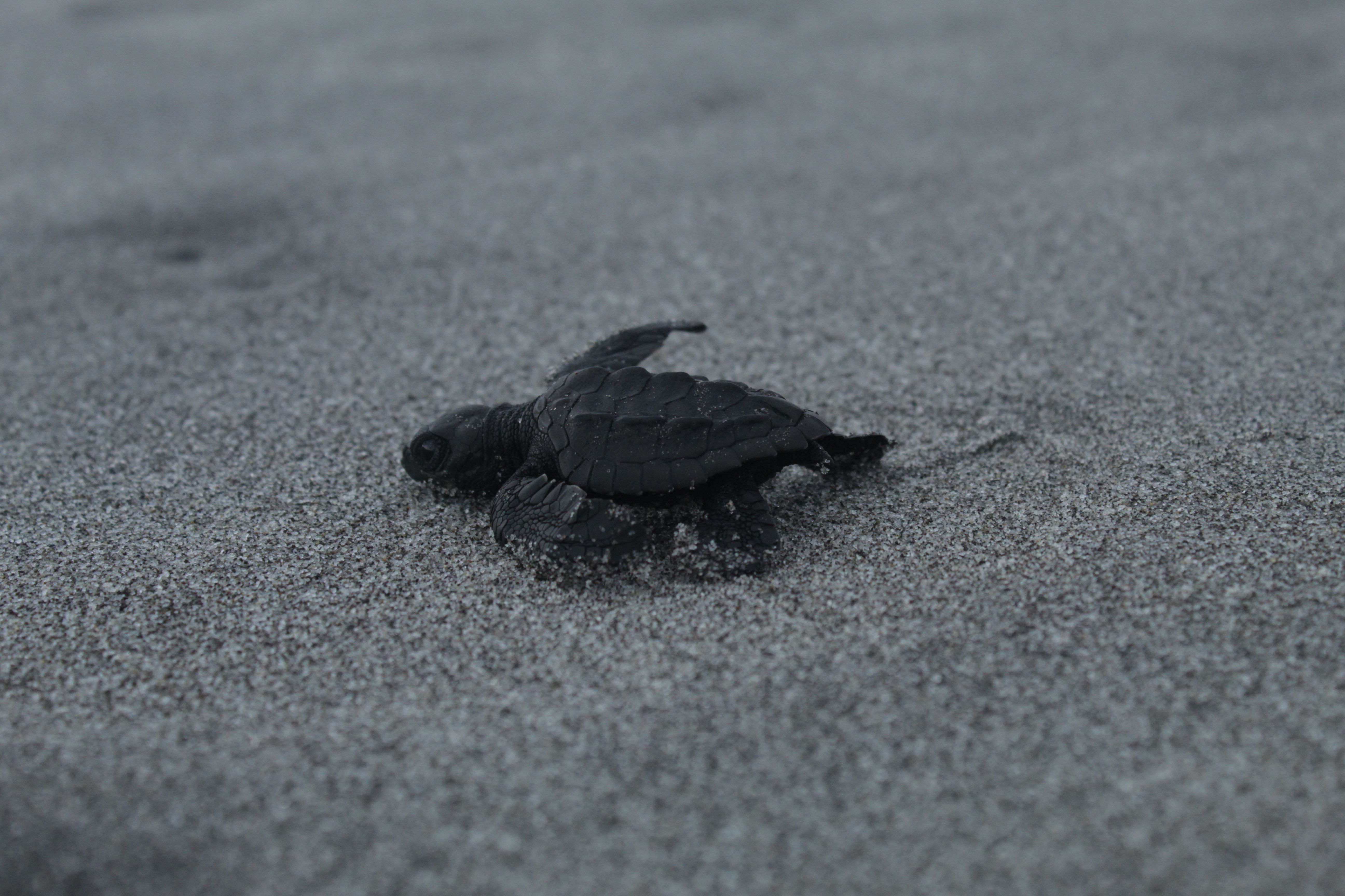 Black Turtle on Gray Sand · Free Stock Photo