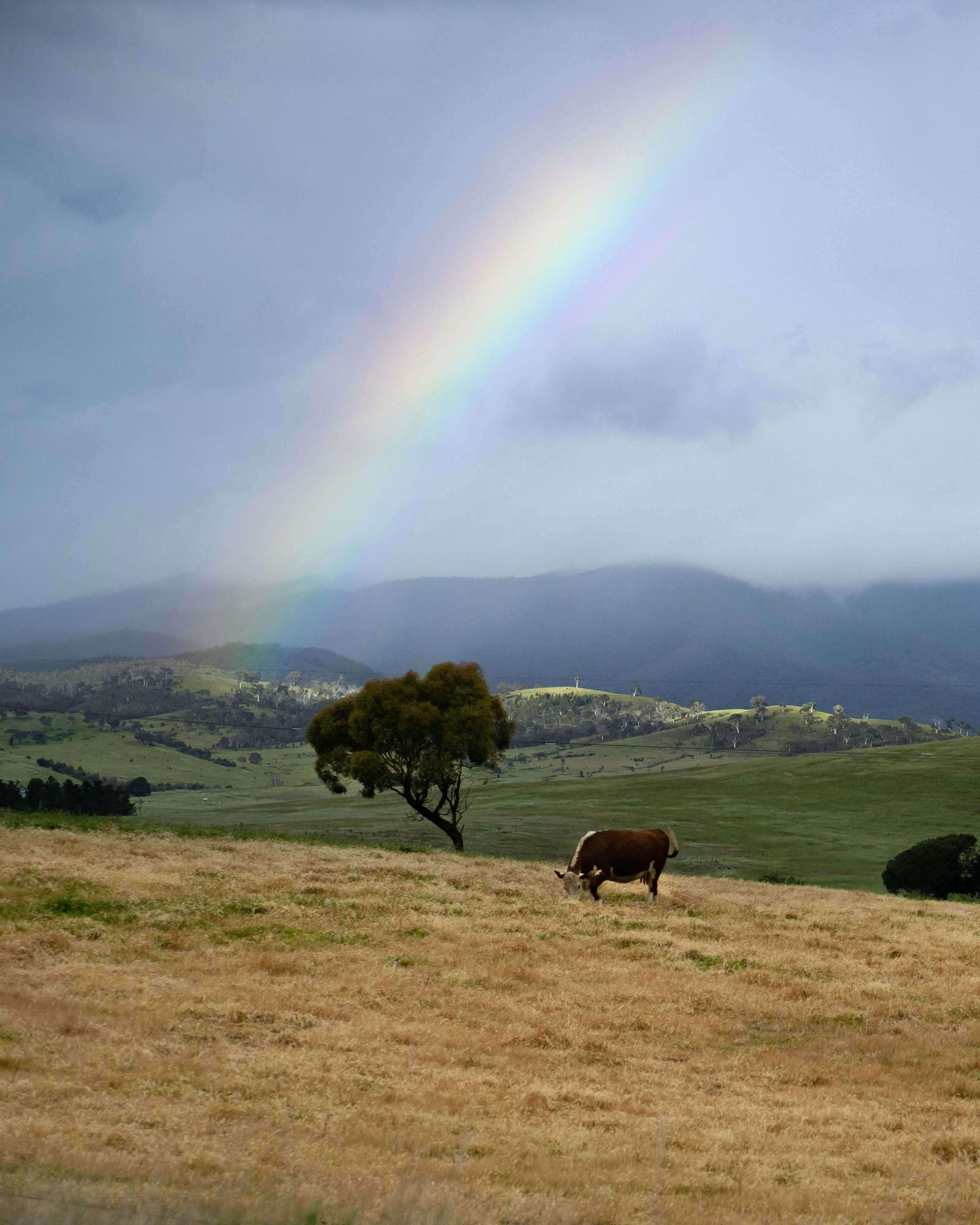 Cow Rainbow Photos, Download The BEST Free Cow Rainbow Stock Photos ...