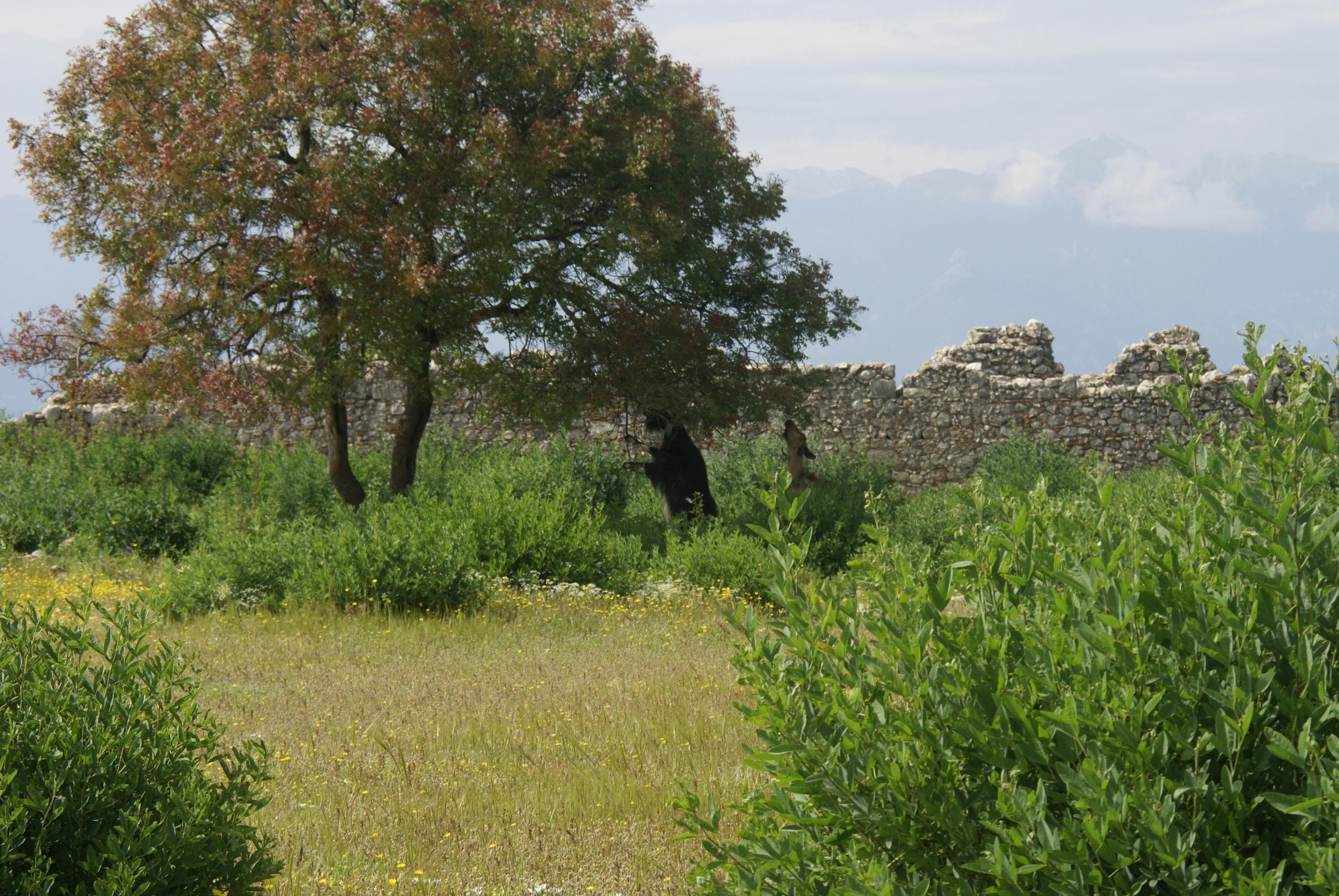 Animals 9 Photos & Videos Collected by David Winstanley