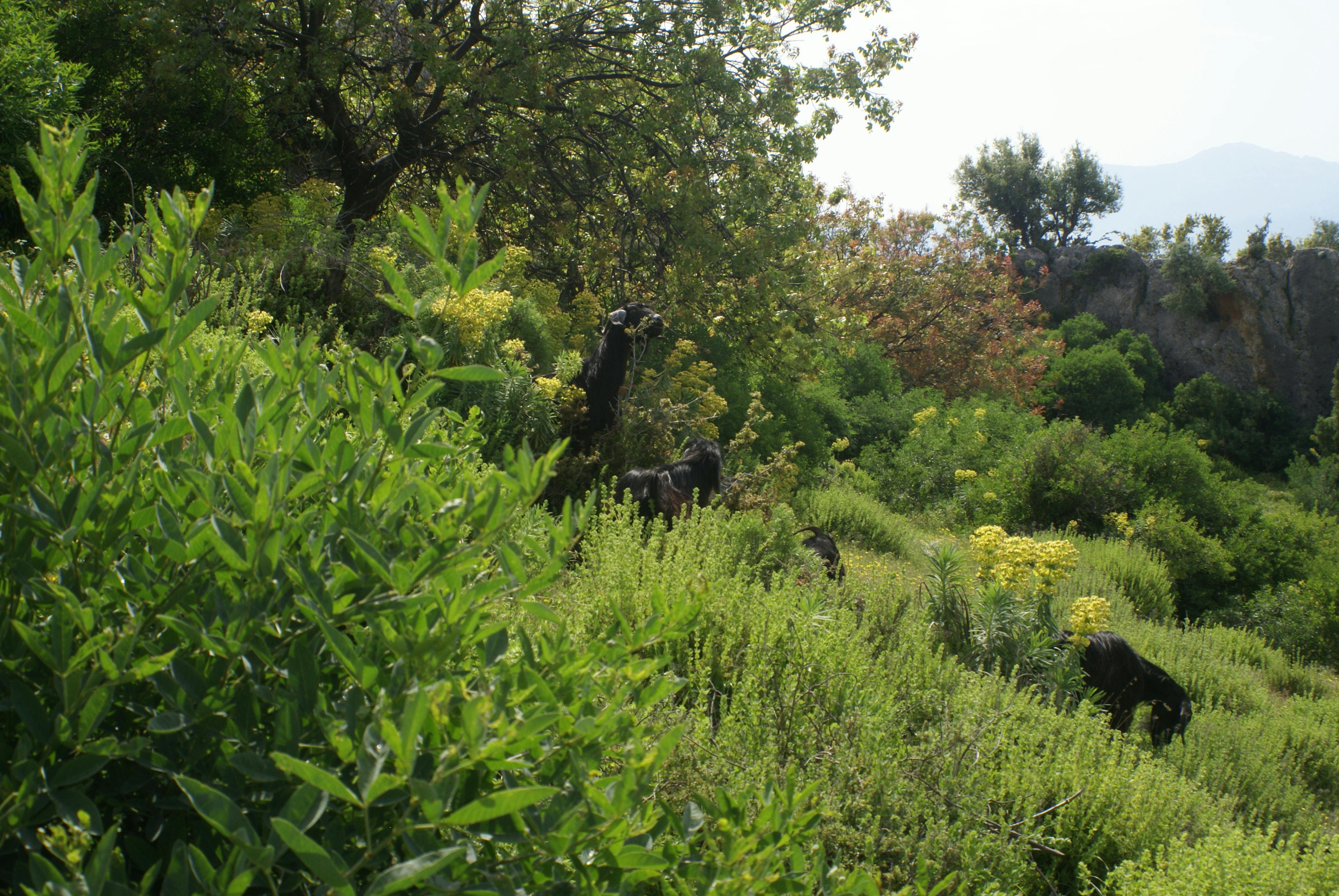 Animals 9 Photos & Videos Collected by David Winstanley