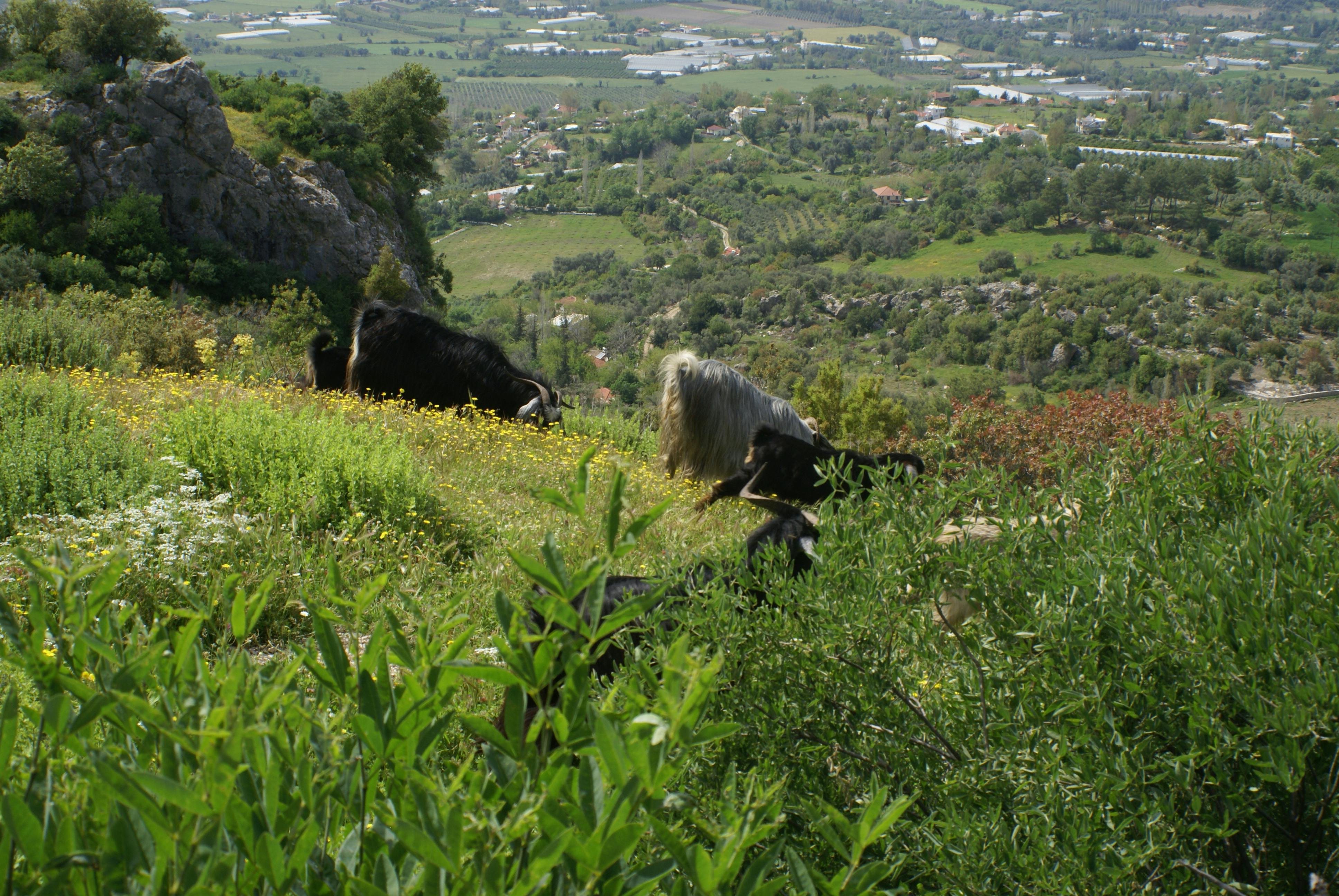 Animals 9 Photos & Videos Collected by David Winstanley