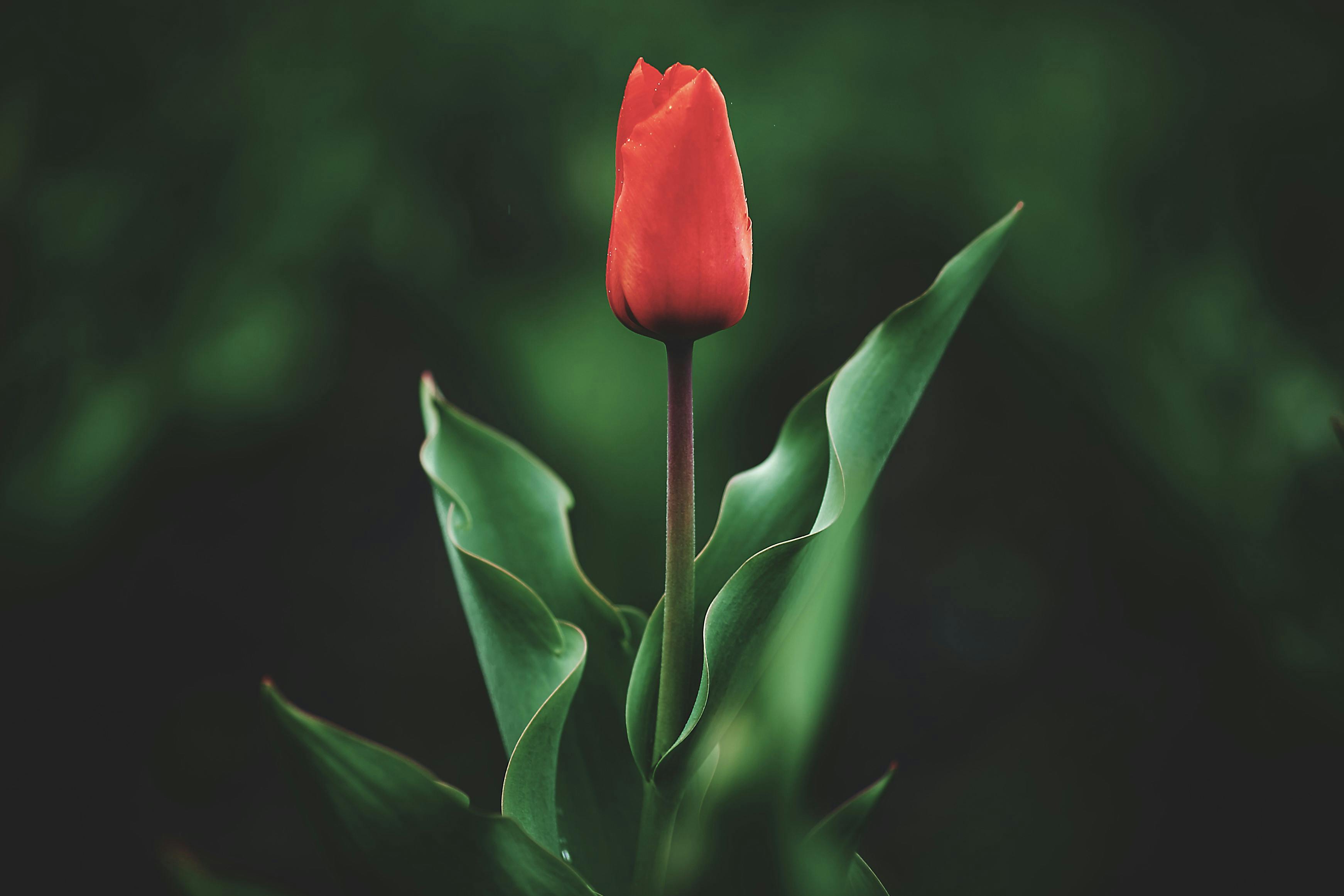 Close Up Photo of Armenian Tulip · Free Stock Photo