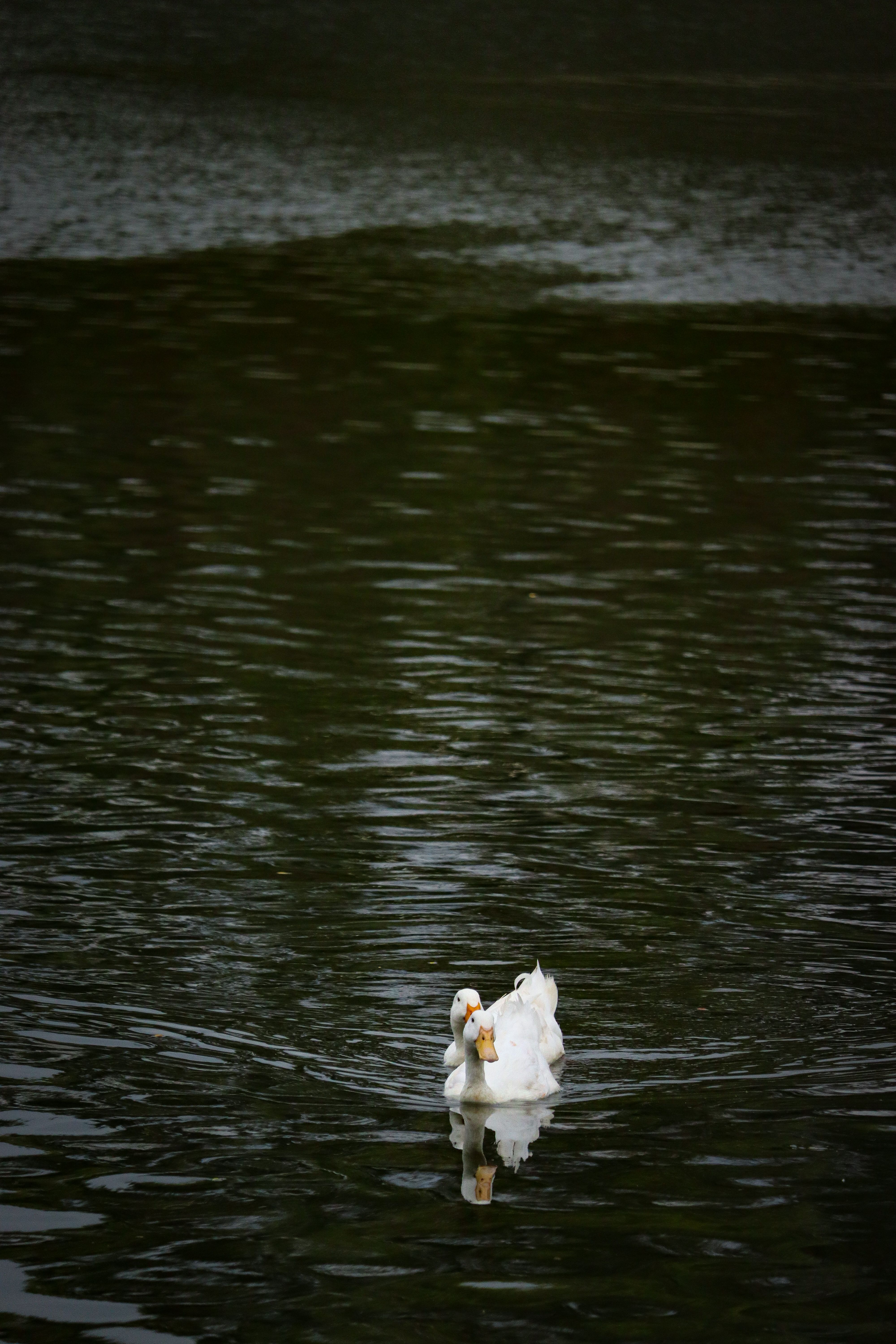 Waterfowls on Body of Water · Free Stock Photo