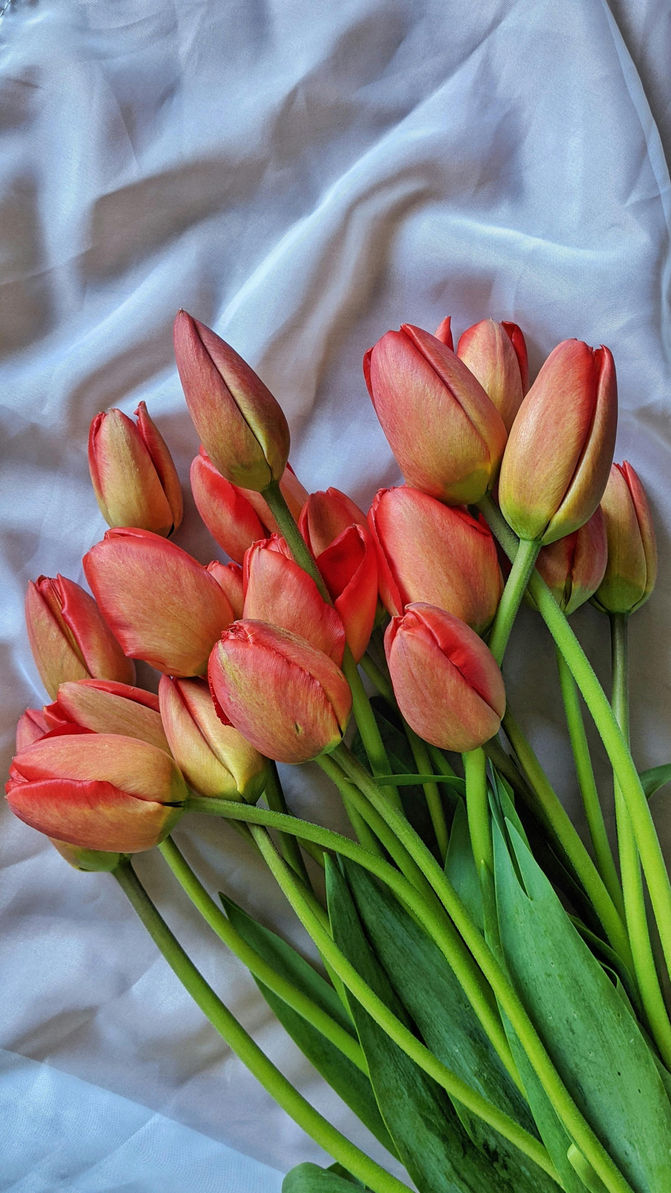 Wilting White Tulips · Free Stock Photo