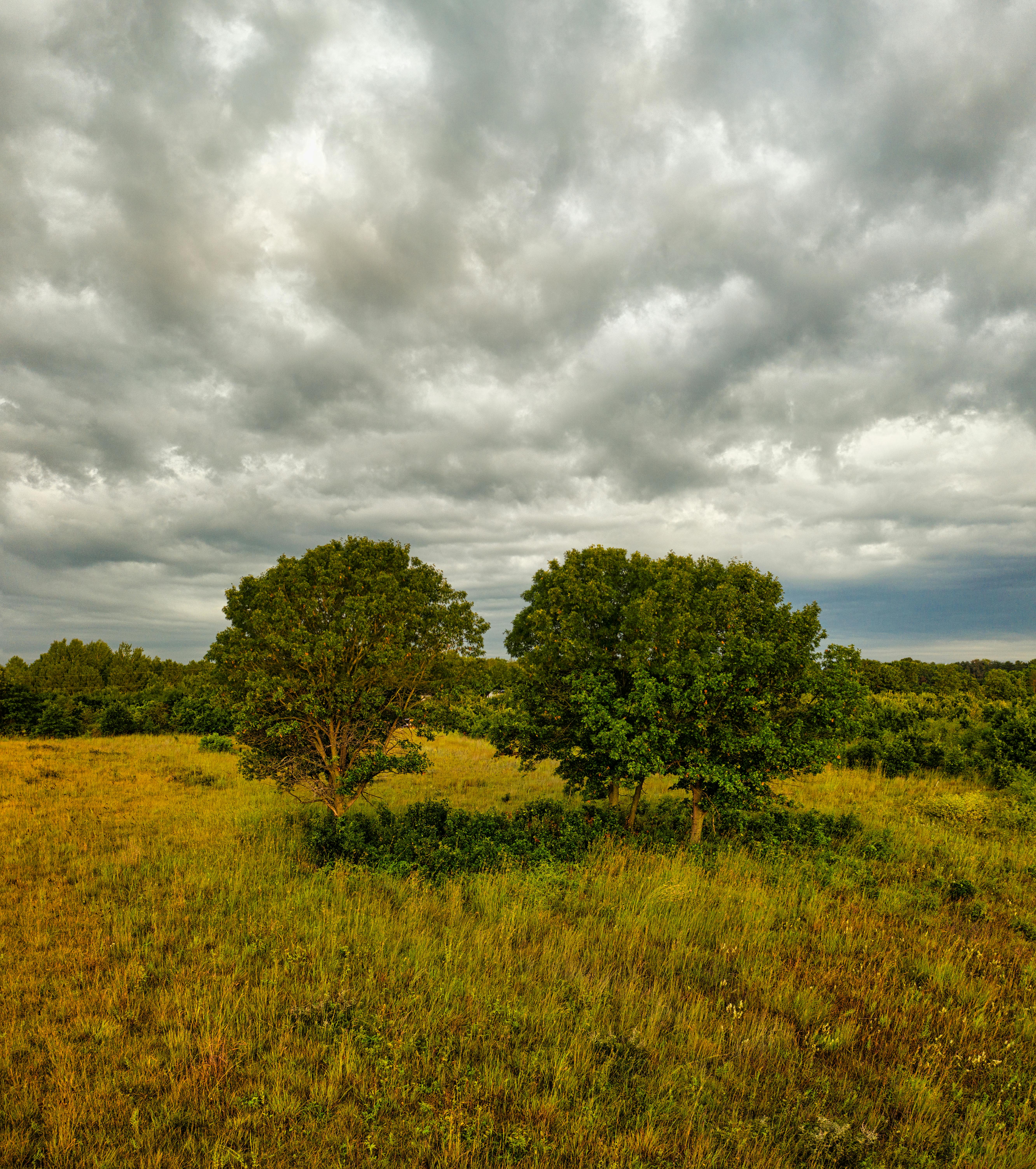 Green Tree on the Grass Field · Free Stock Photo
