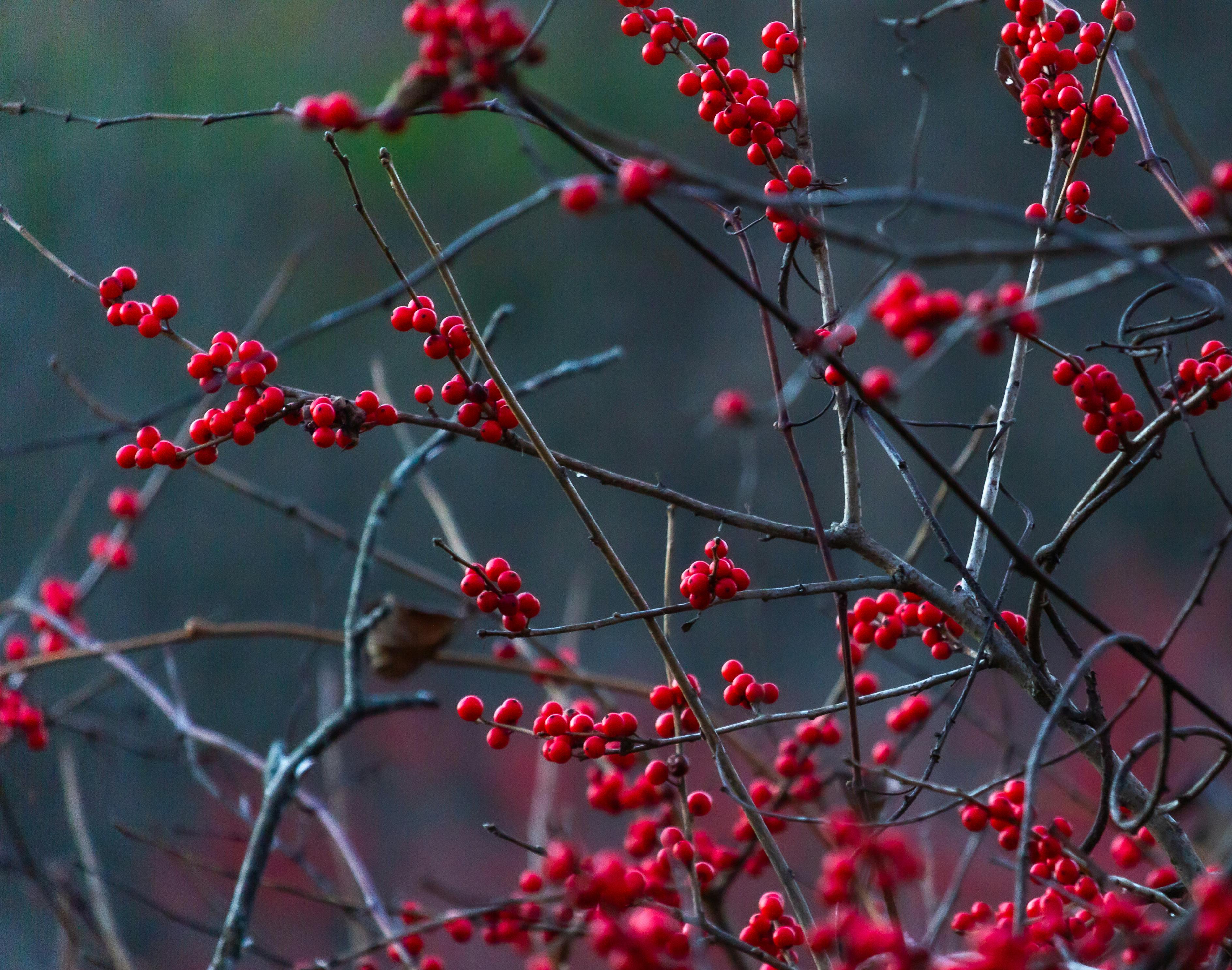Red Round Fruits on Tree Branch · Free Stock Photo