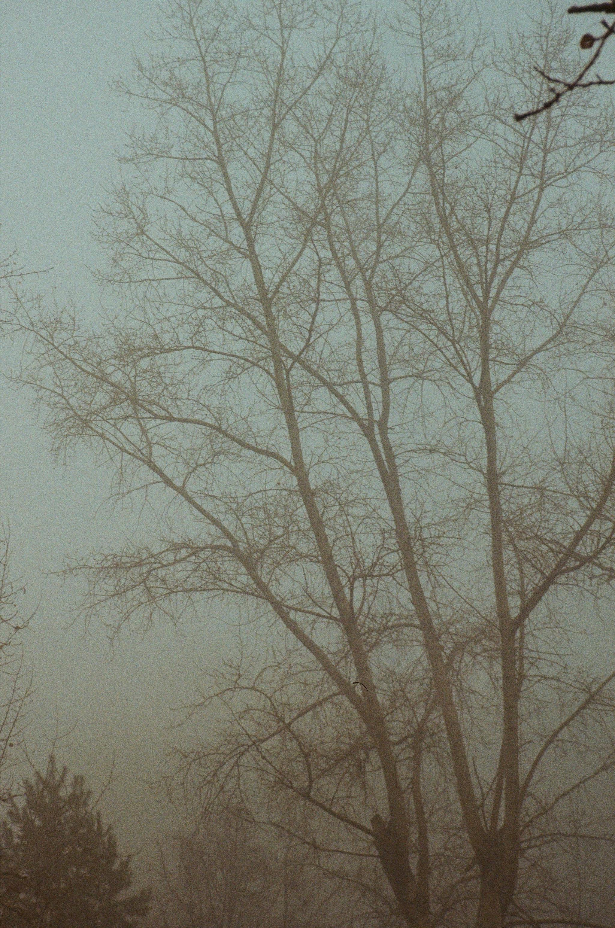 Leafless Trees in the Forest · Free Stock Photo
