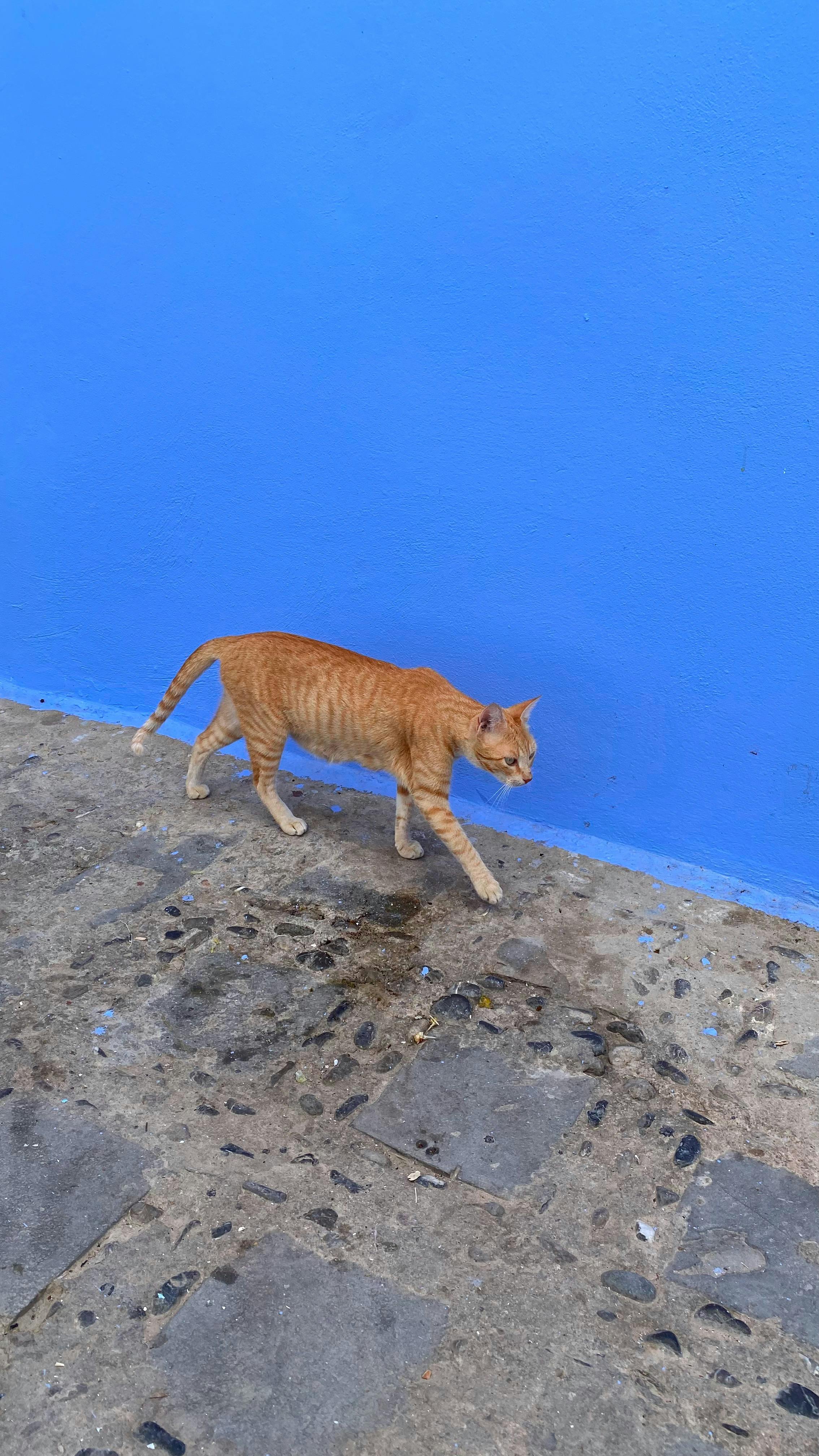 Pet Blue Background Photos, Download The BEST Free Pet Blue Background ...