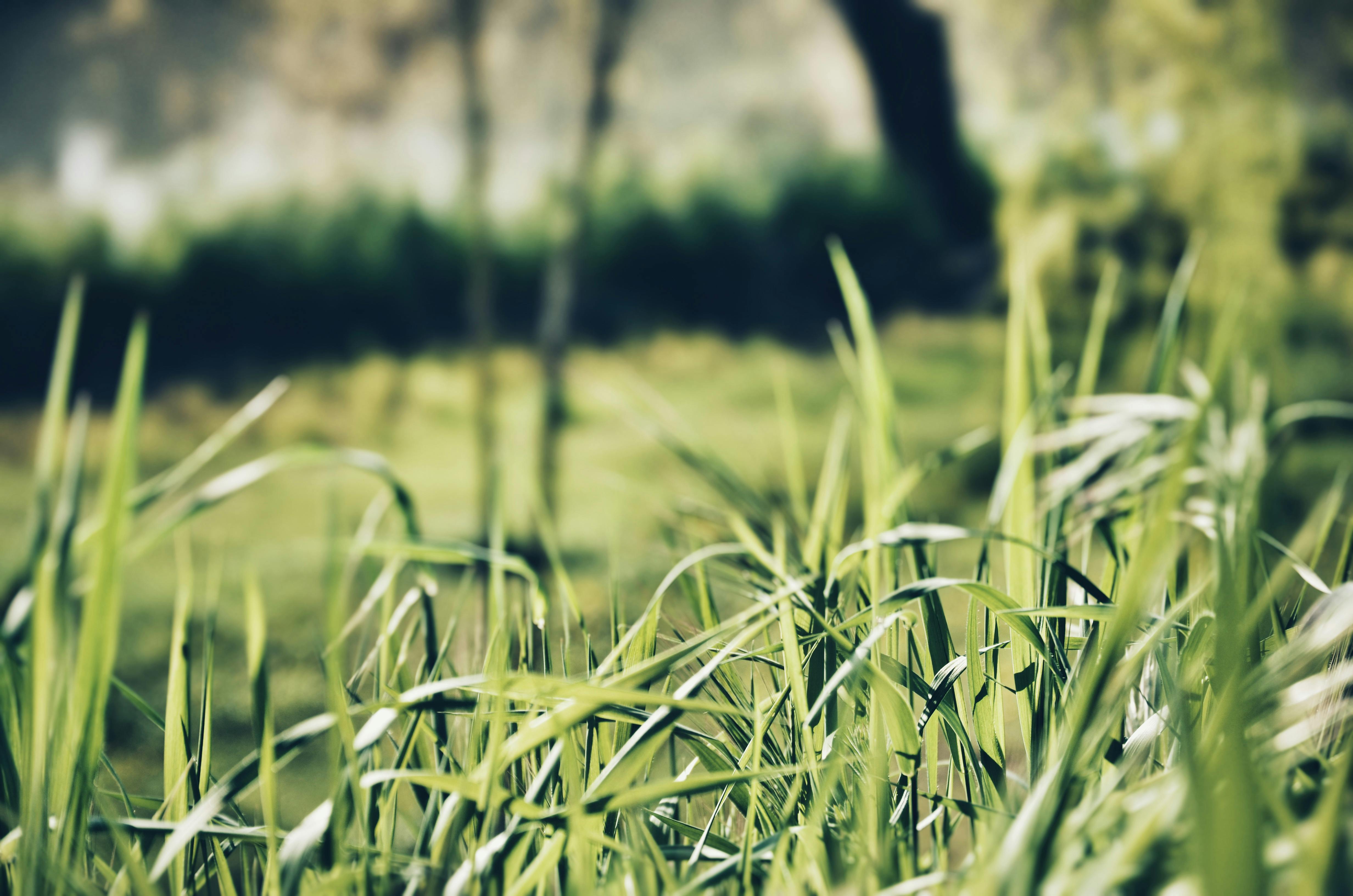 Close-up Photography of Green Grasses · Free Stock Photo